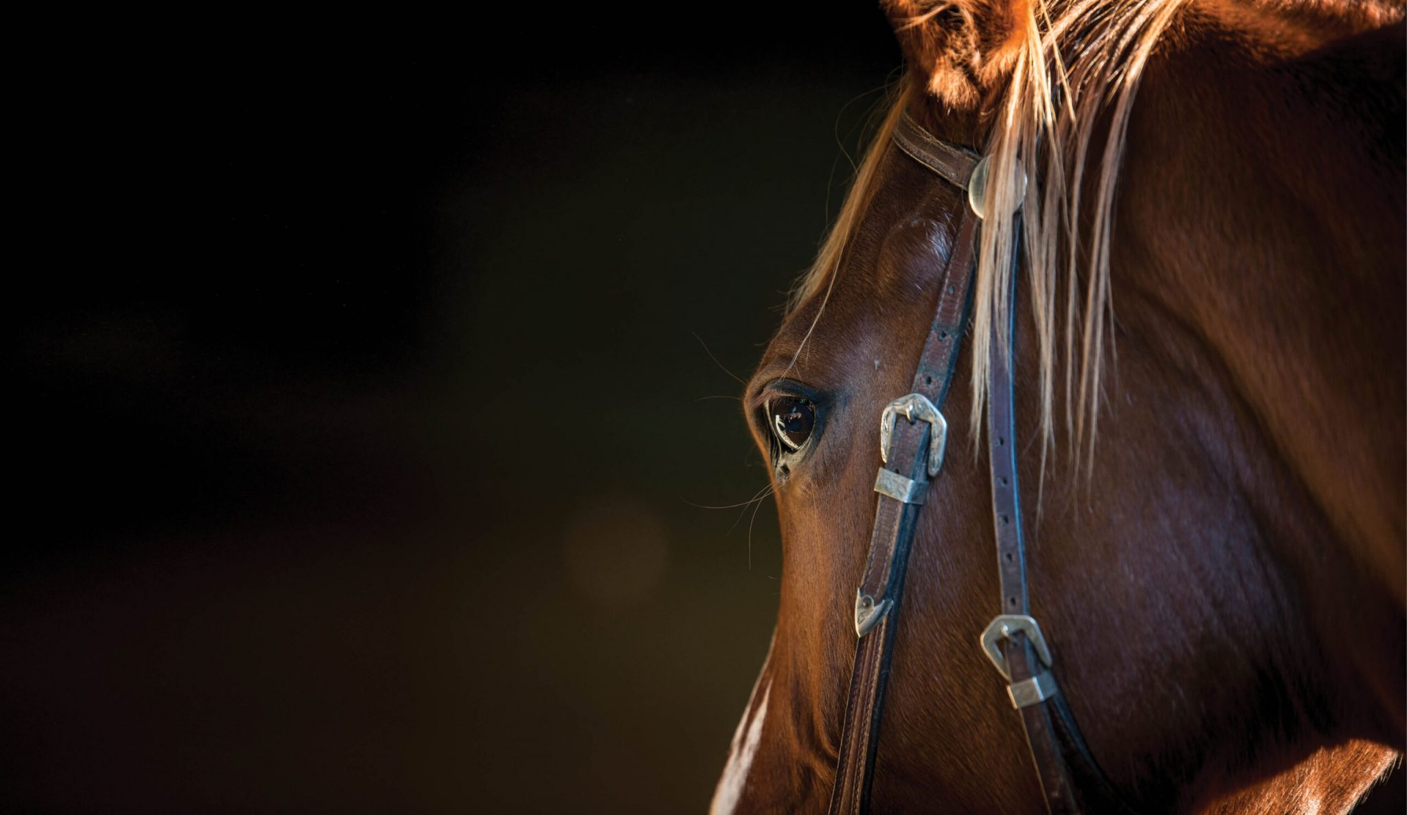 Is Your Horse Hurting? - Horse and Rider