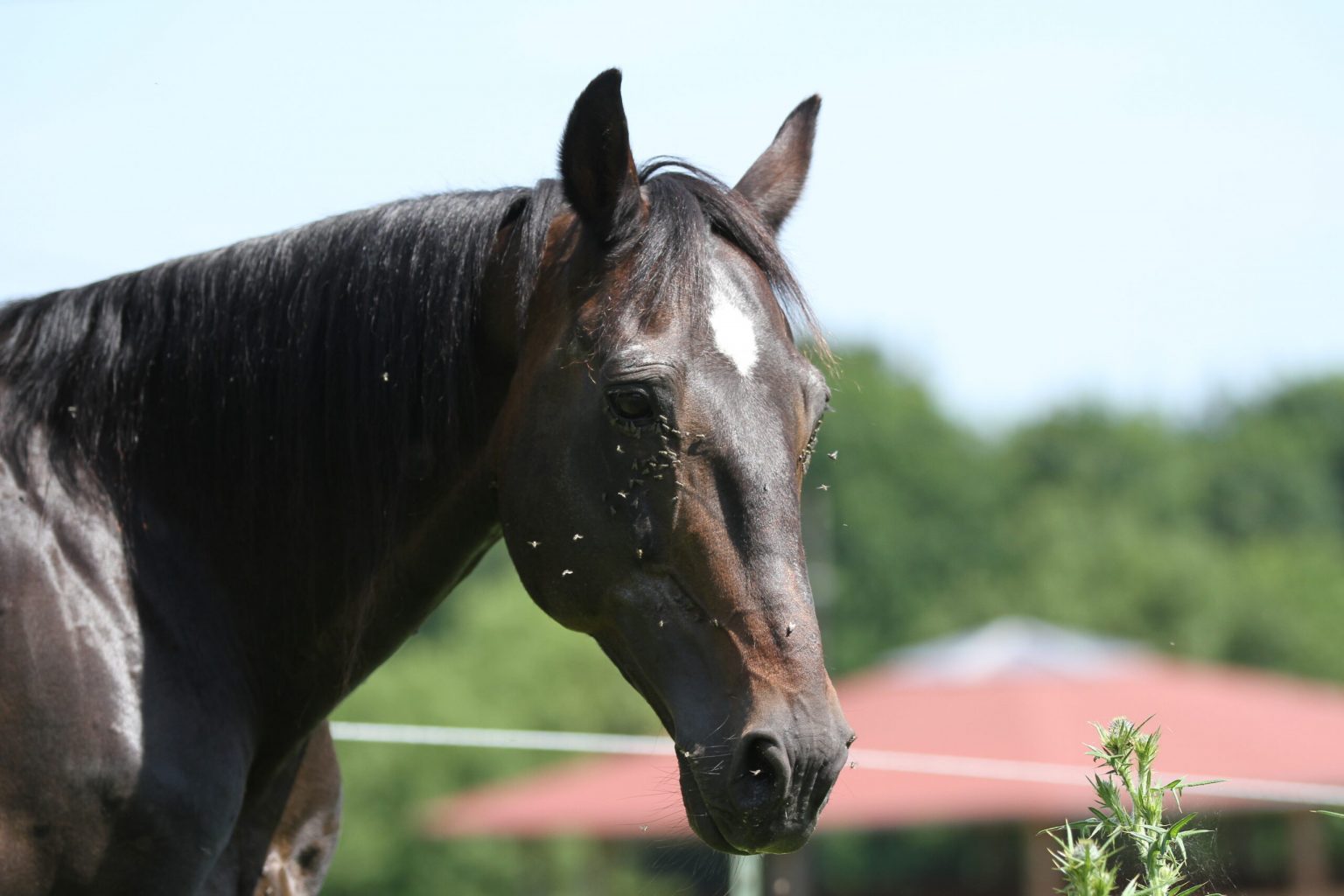 5 Things to Consider in the Fight Against Flies - Horse and Rider
