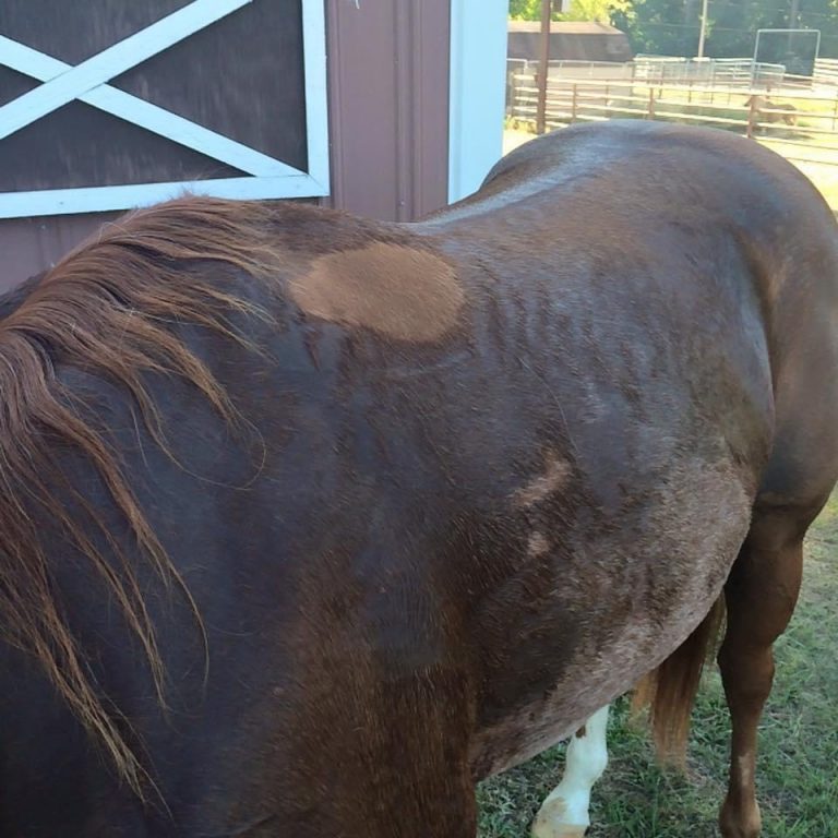 5 Signs of Saddle-Fit Issues (and a Solution!) - Horse and Rider