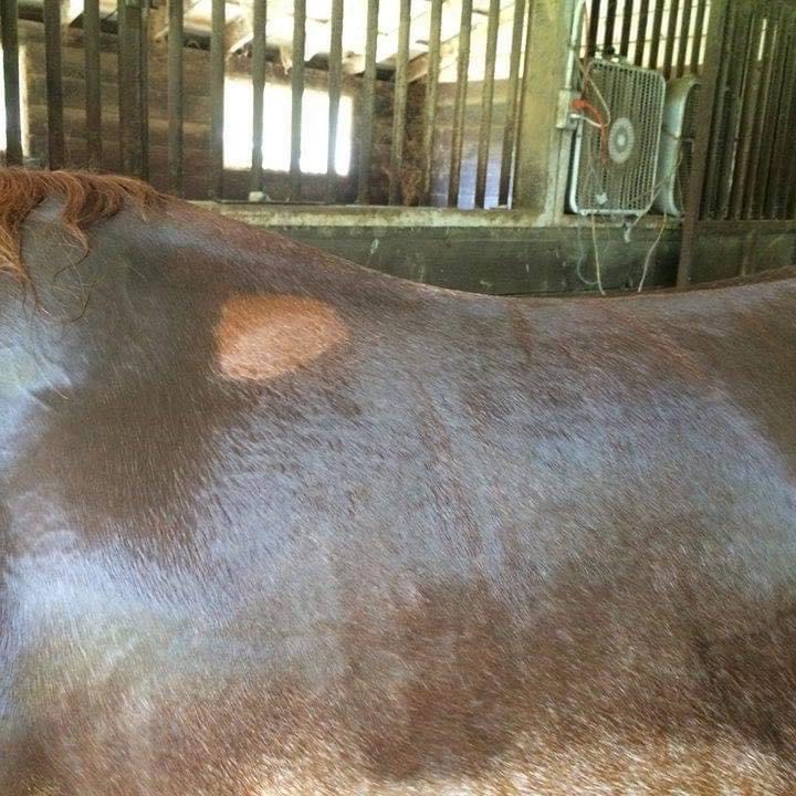 5 Signs of Saddle-Fit Issues (and a Solution!) - Horse and Rider