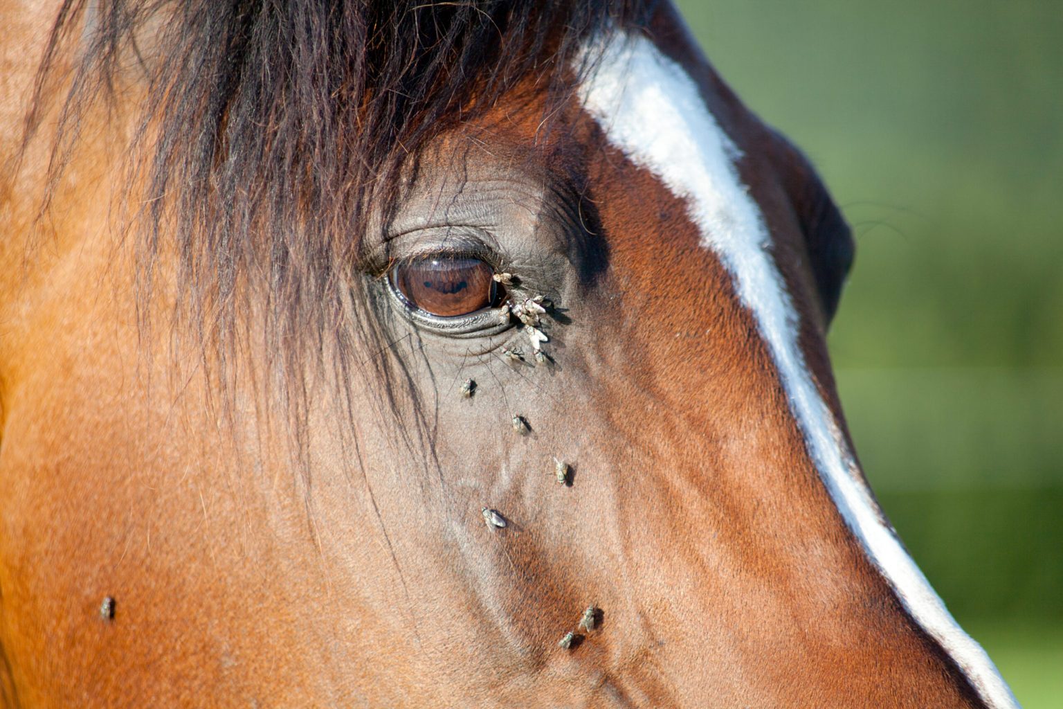 Your Complete Guide to Different Flies - Horse and Rider