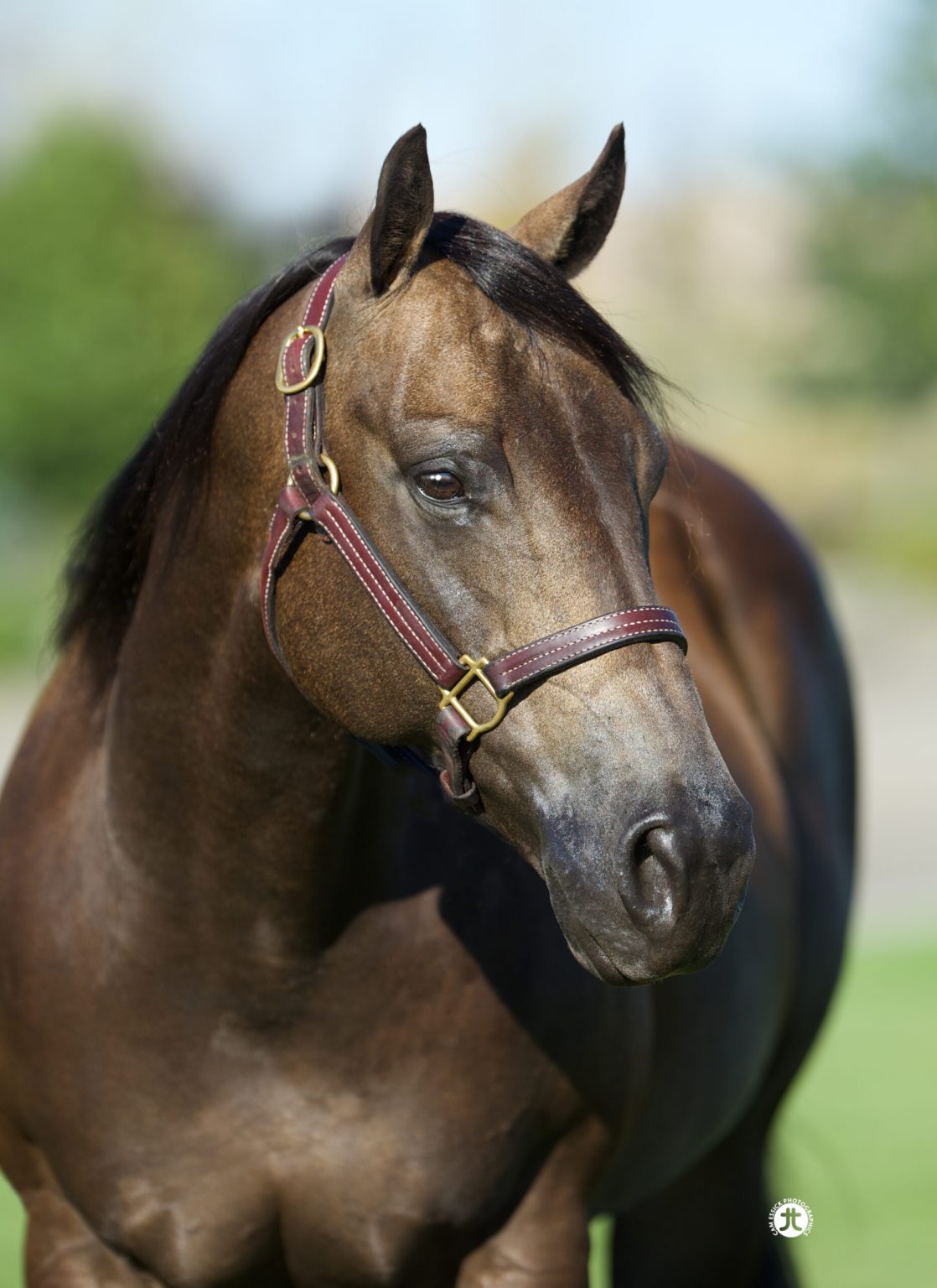 Dam Spotlight: Taris Designer Genes - Horse and Rider