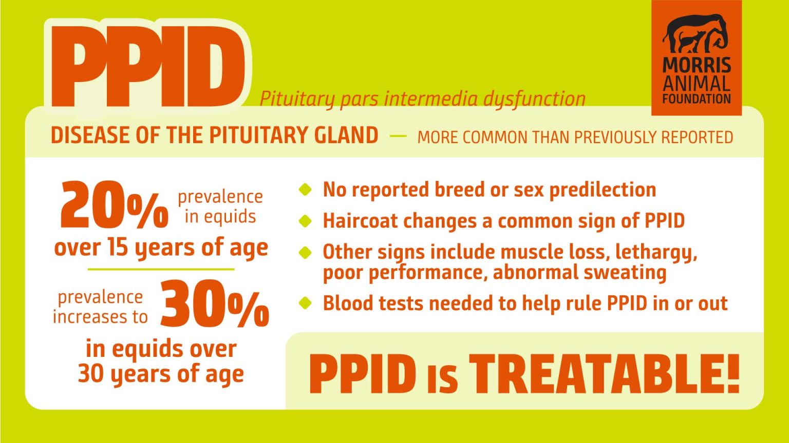 PPID: Equine pituitary pars intermedia dysfunction