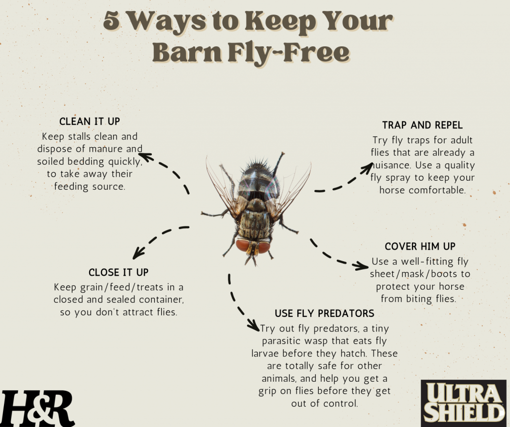 5 Simple Tips to Keep Your Barn Fly-Free - Horse and Rider