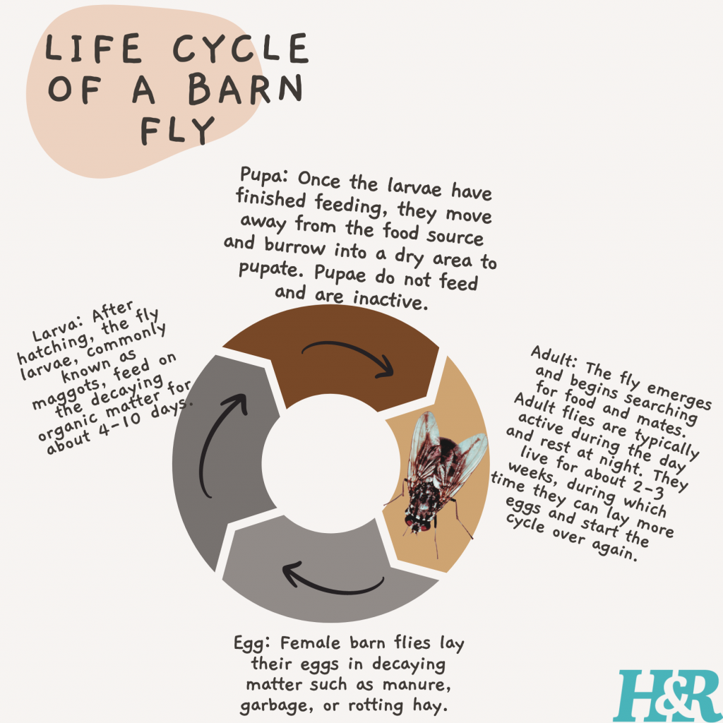 The Circle of Life: A Barn Fly's Life Cycle - Horse and Rider