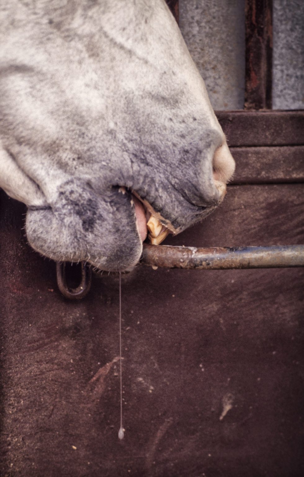 Curb the Habit: Understand and Address Cribbing - Horse and Rider