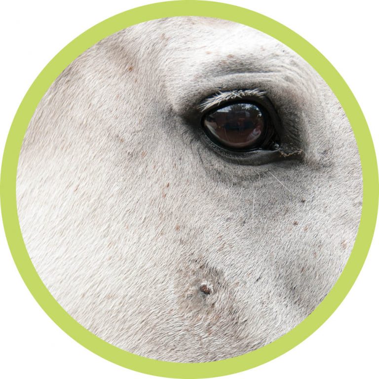 Skin Cancer - Horse and Rider