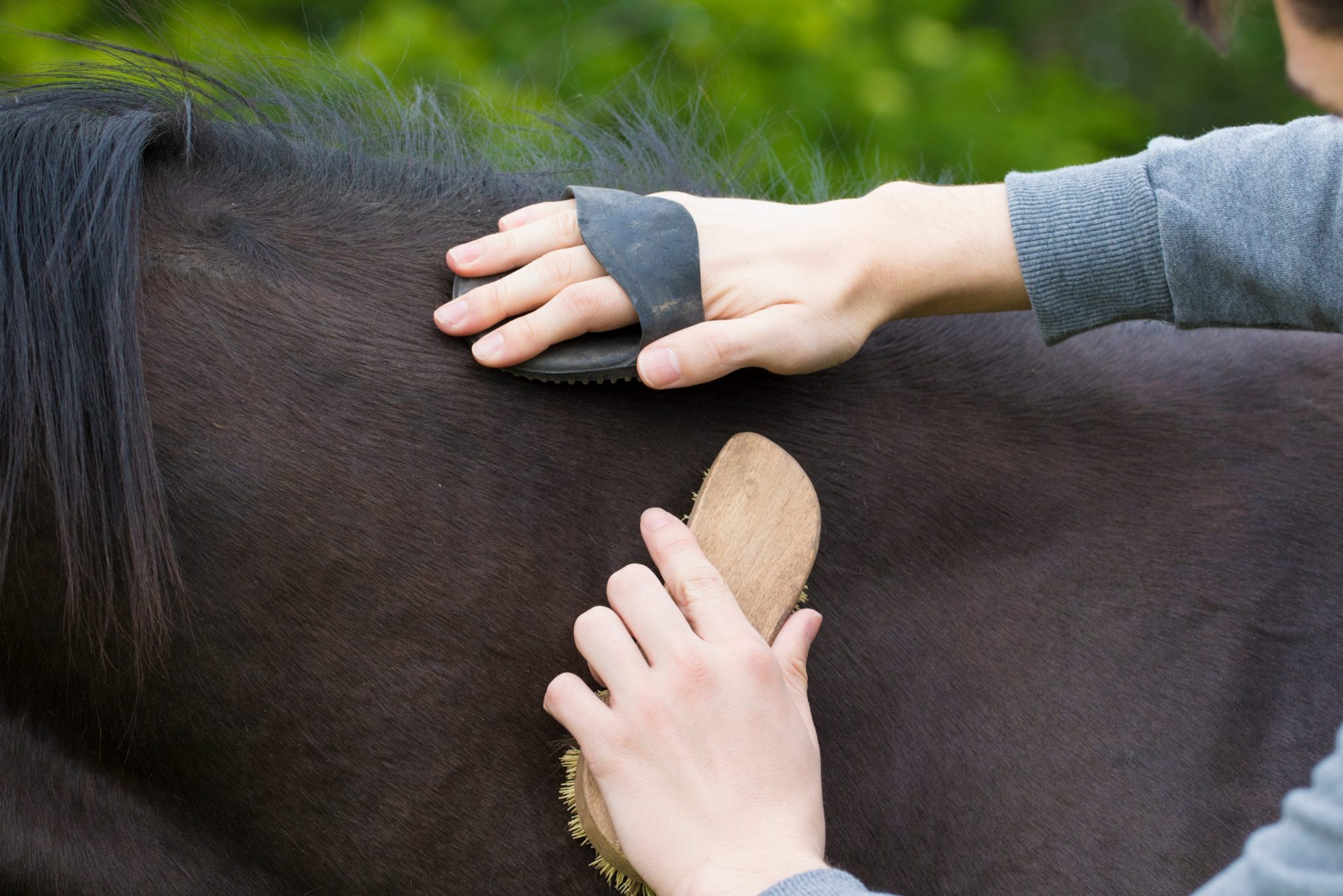 The 3 Worst Threats to your Horse’s Skin—and What to do About Them ...