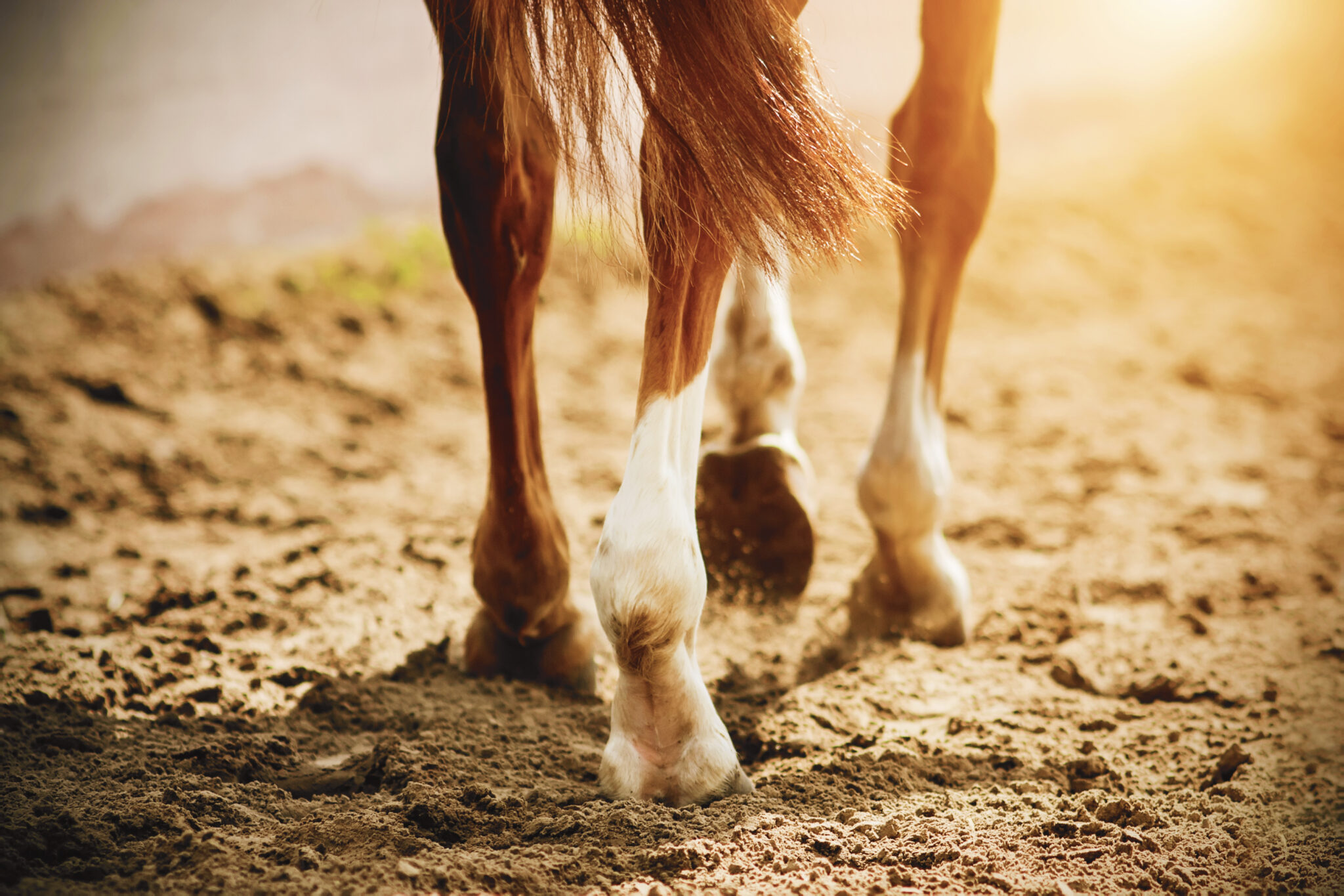 How to Treat Capped Hocks in Horses