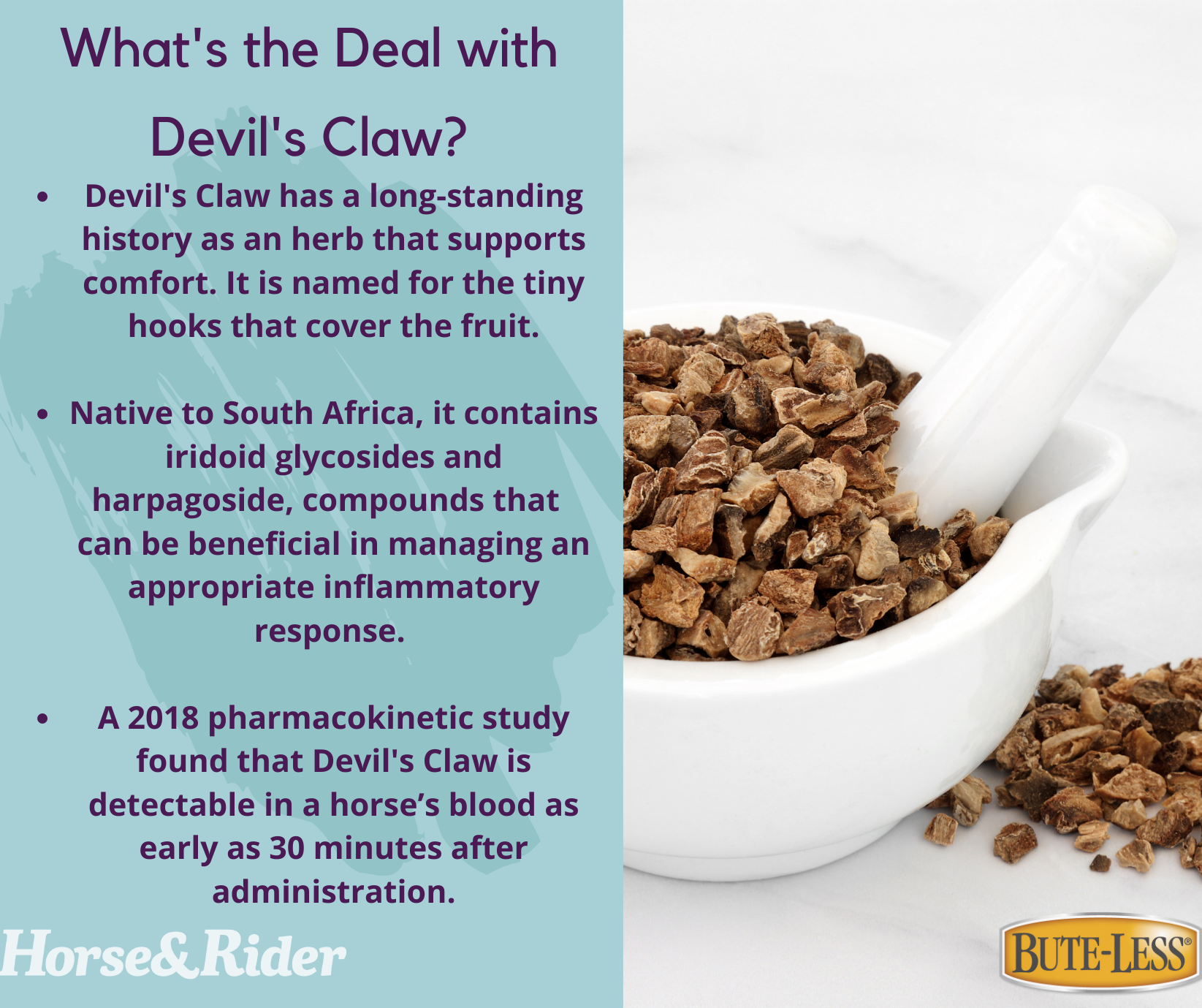 What's the Deal with Devil's Claw? - Horse and Rider