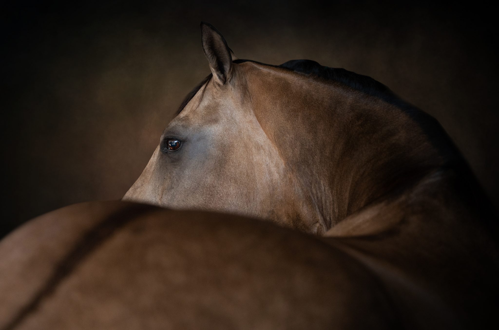 Back Talk: Spot and Prevent Equine Back Pain - Horse and Rider