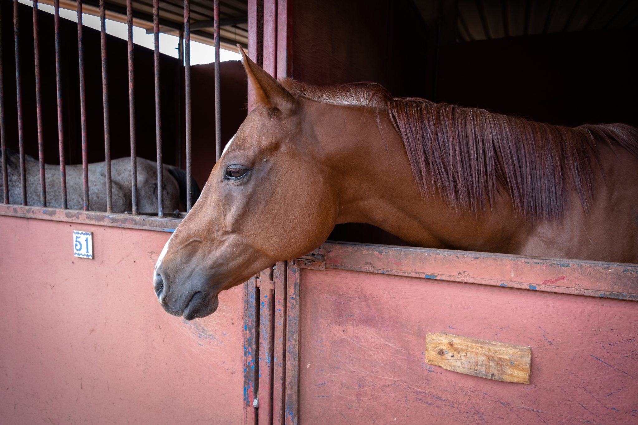 Four Keys to Stall Rest Comfort - Horse and Rider
