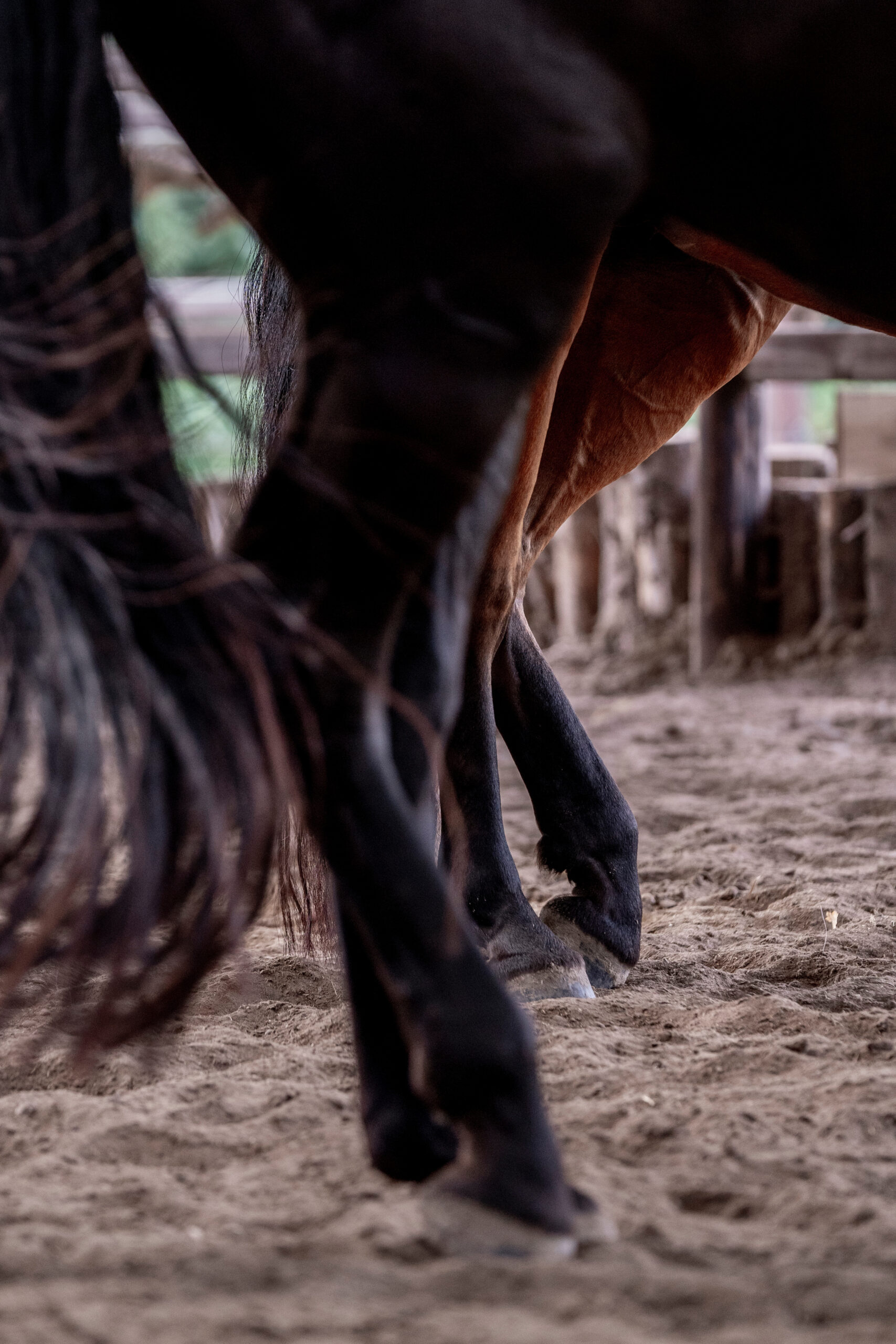 Understanding Equine Sleep Patterns - Horse and Rider