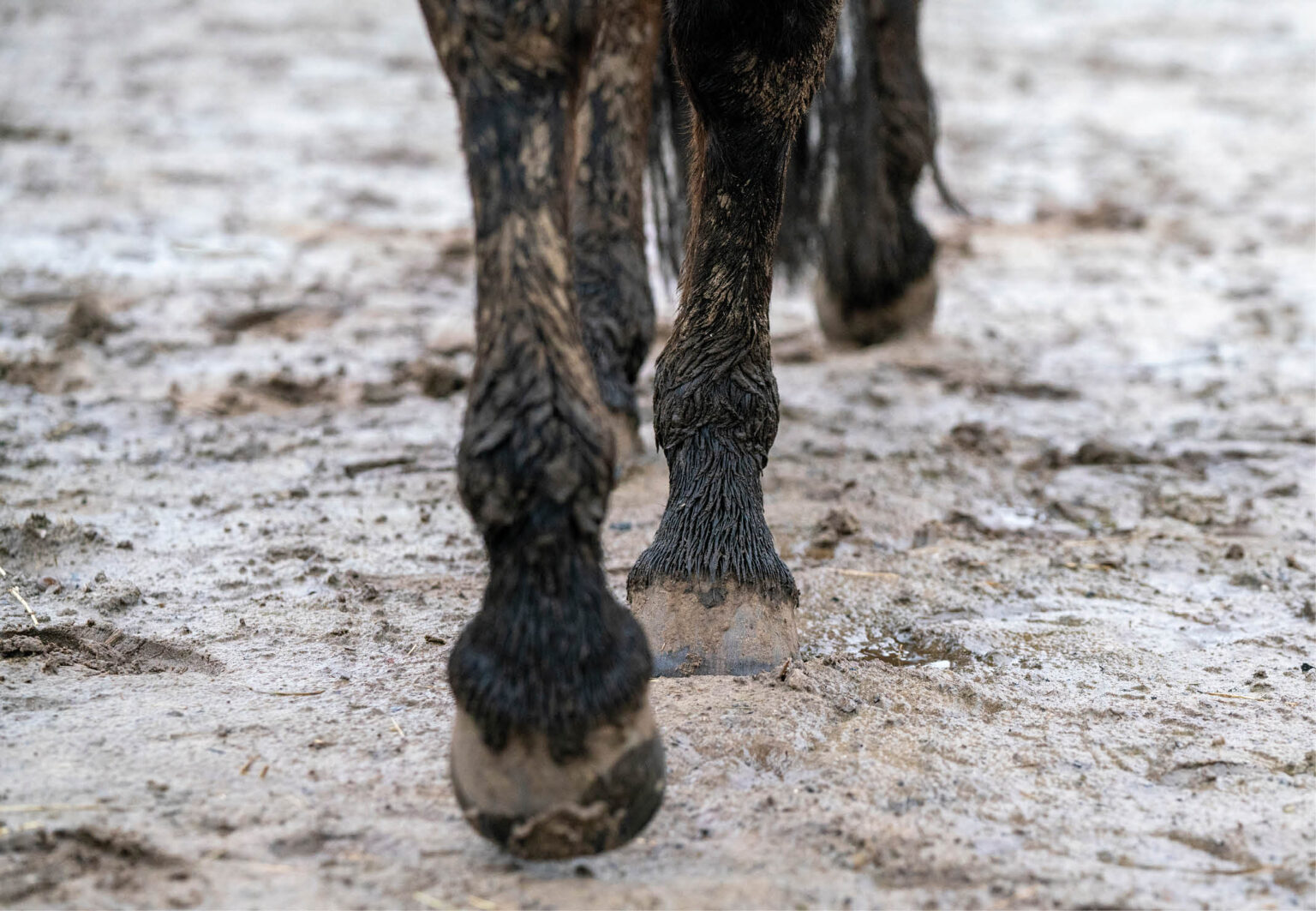 What Is Thrush? - Horse and Rider