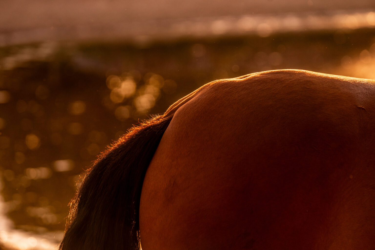 Equine Body Condition Score Basics - Horse and Rider