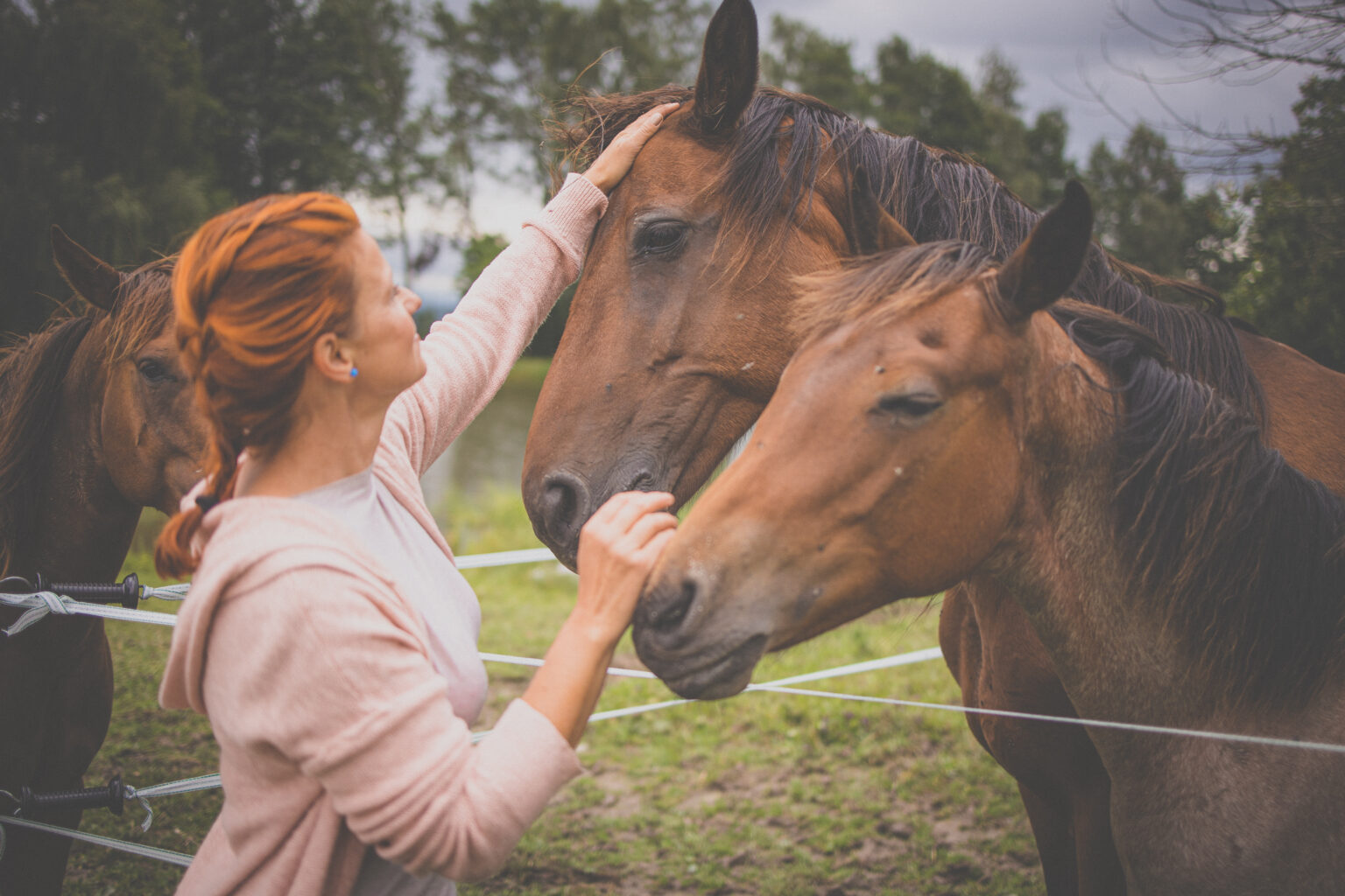 Can Horses Read And Respond To Human Emotions Horse And Rider