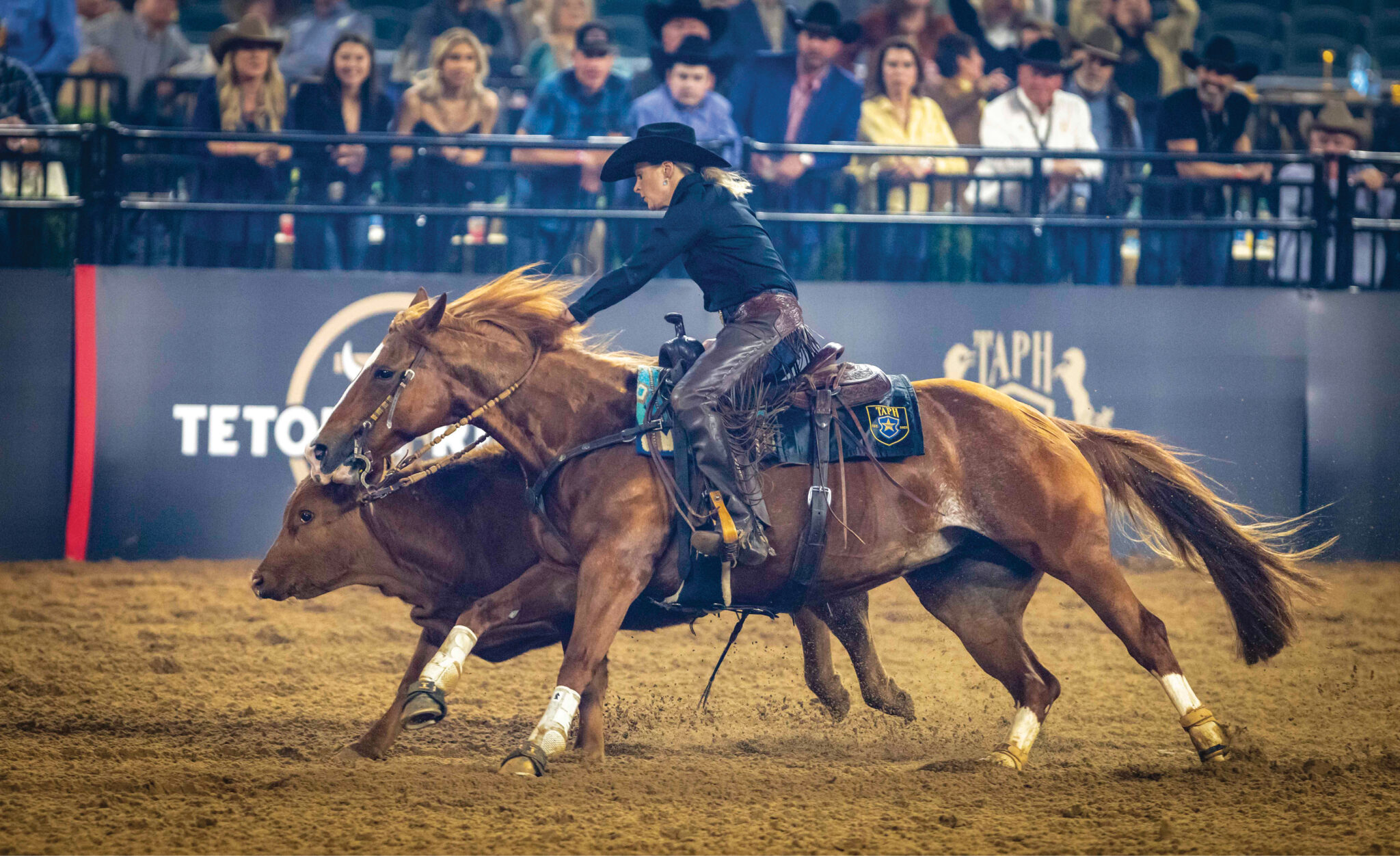 American Performance Horseman Features Elite Equine Athletes