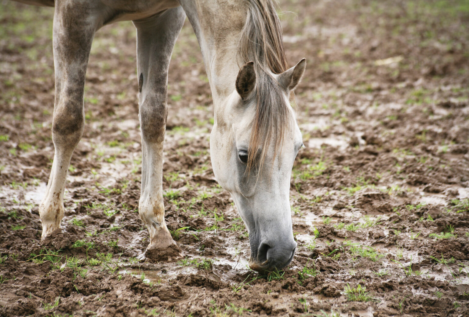 Year-Round Hoof Care - Horse and Rider