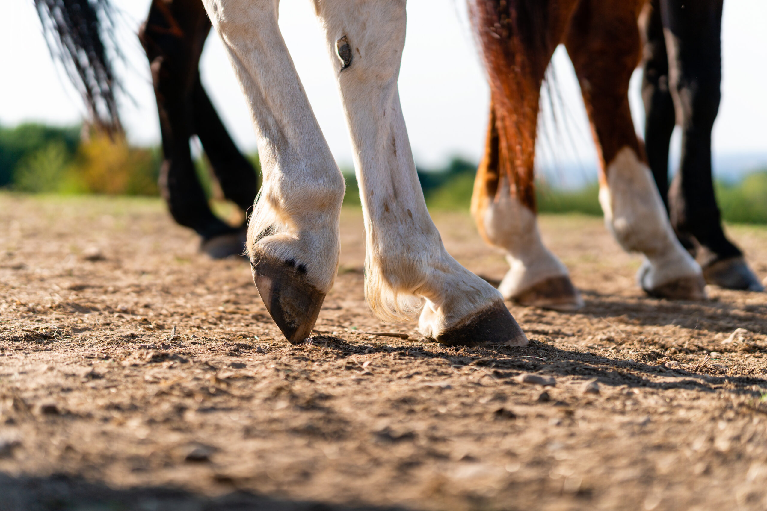 5 Articles You Need to Read to Understand Hoof Health - Horse and Rider