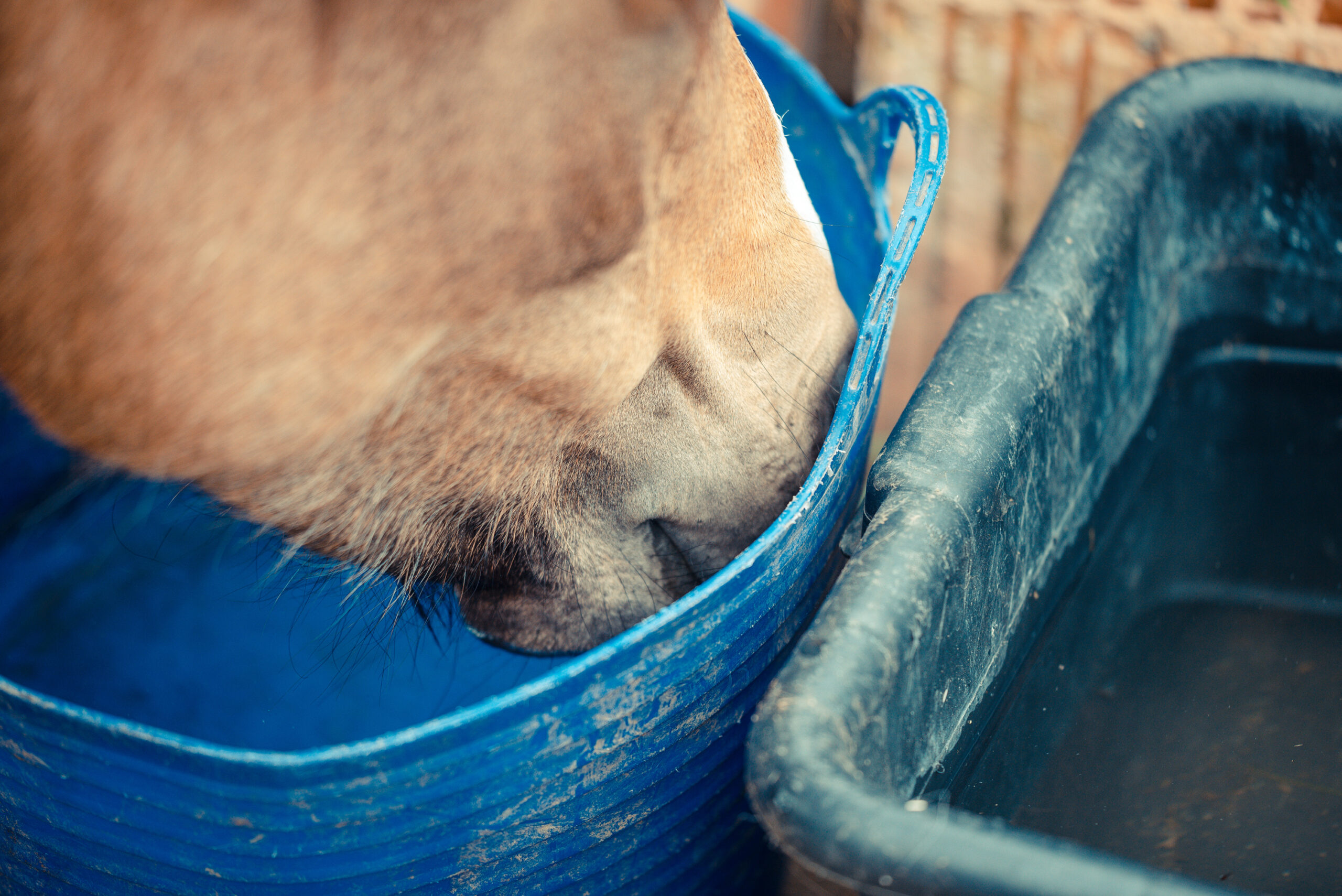 Tip of the Week: Scrub Those Buckets! - Horse and Rider