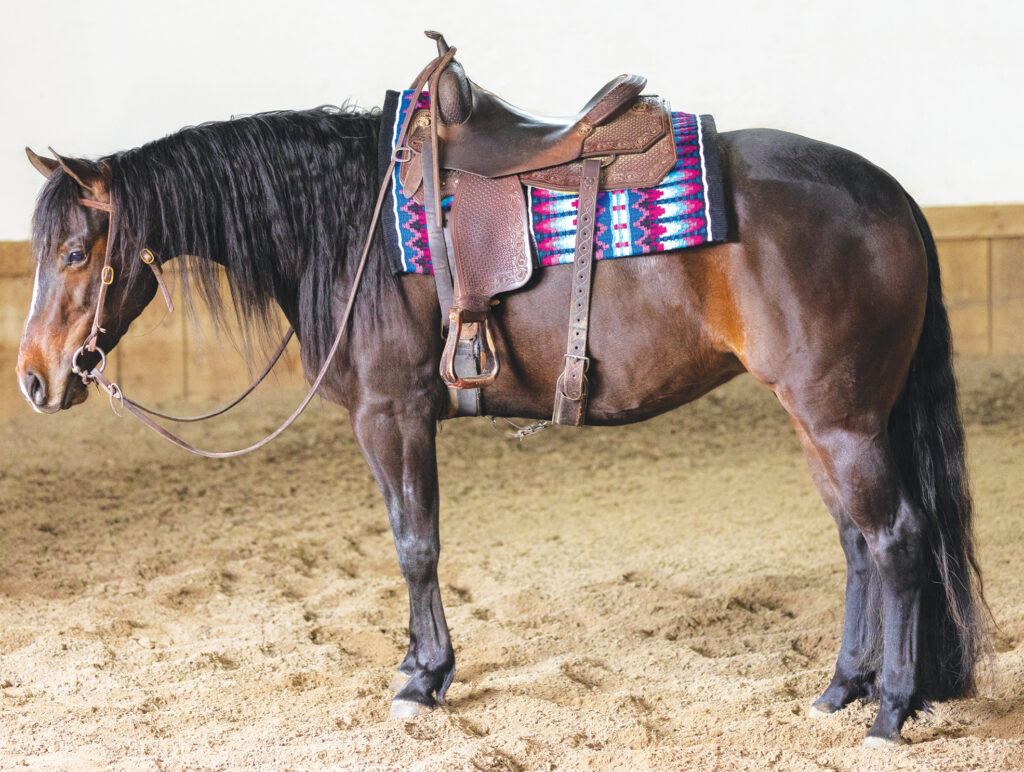 Grooming Secrets to Show Like the Pros - Horse&Rider