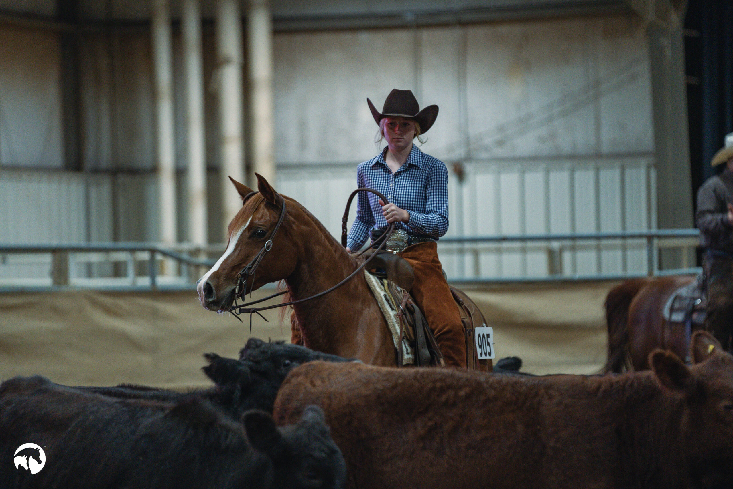 5 Reasons to Join The Arabian Horse Association - Horse and Rider