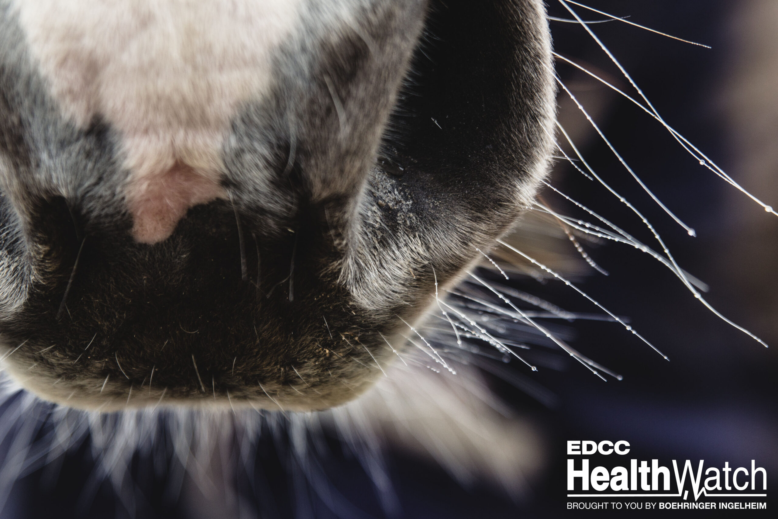 Michigan Horse Tests Positive for Strangles - Horse and Rider