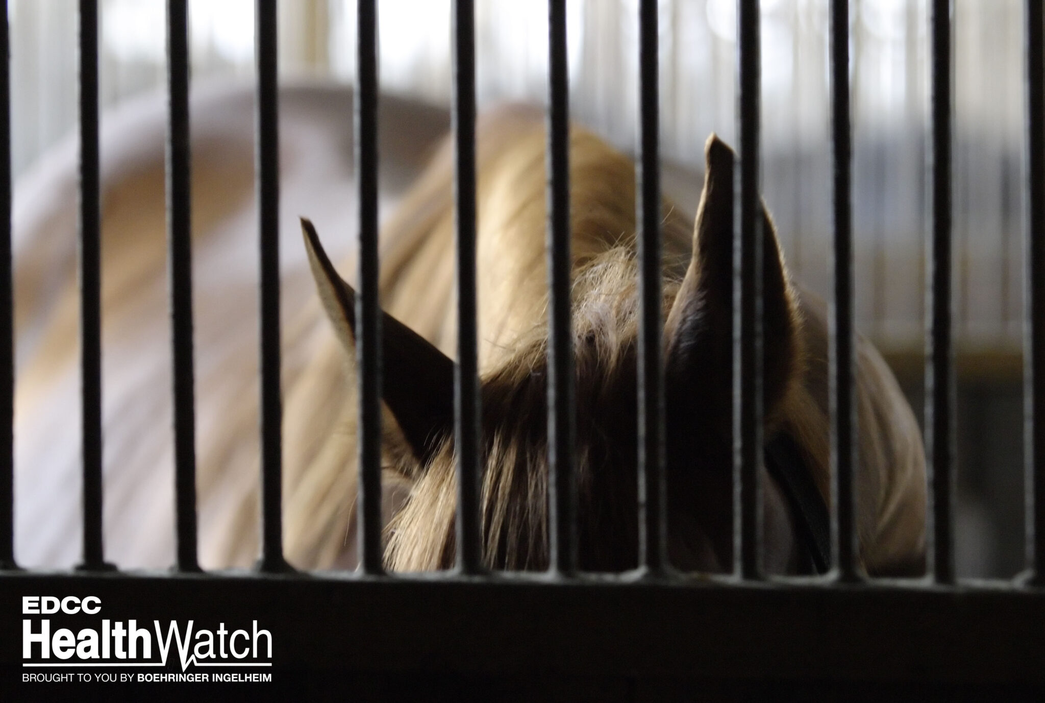 New York Gelding Positive for EEE - Horse and Rider