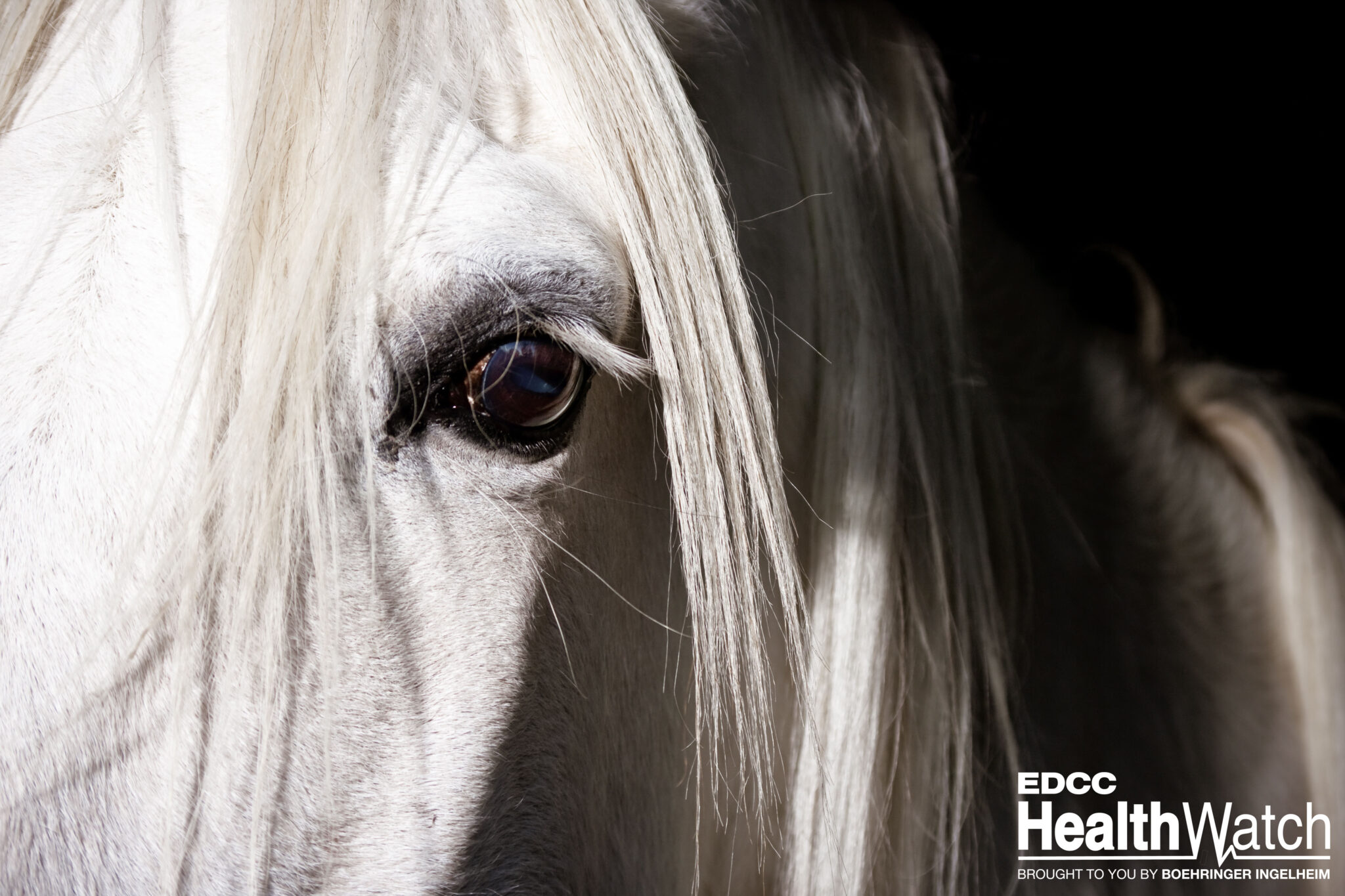 New Jersey Gelding Contracts EEE - Horse and Rider