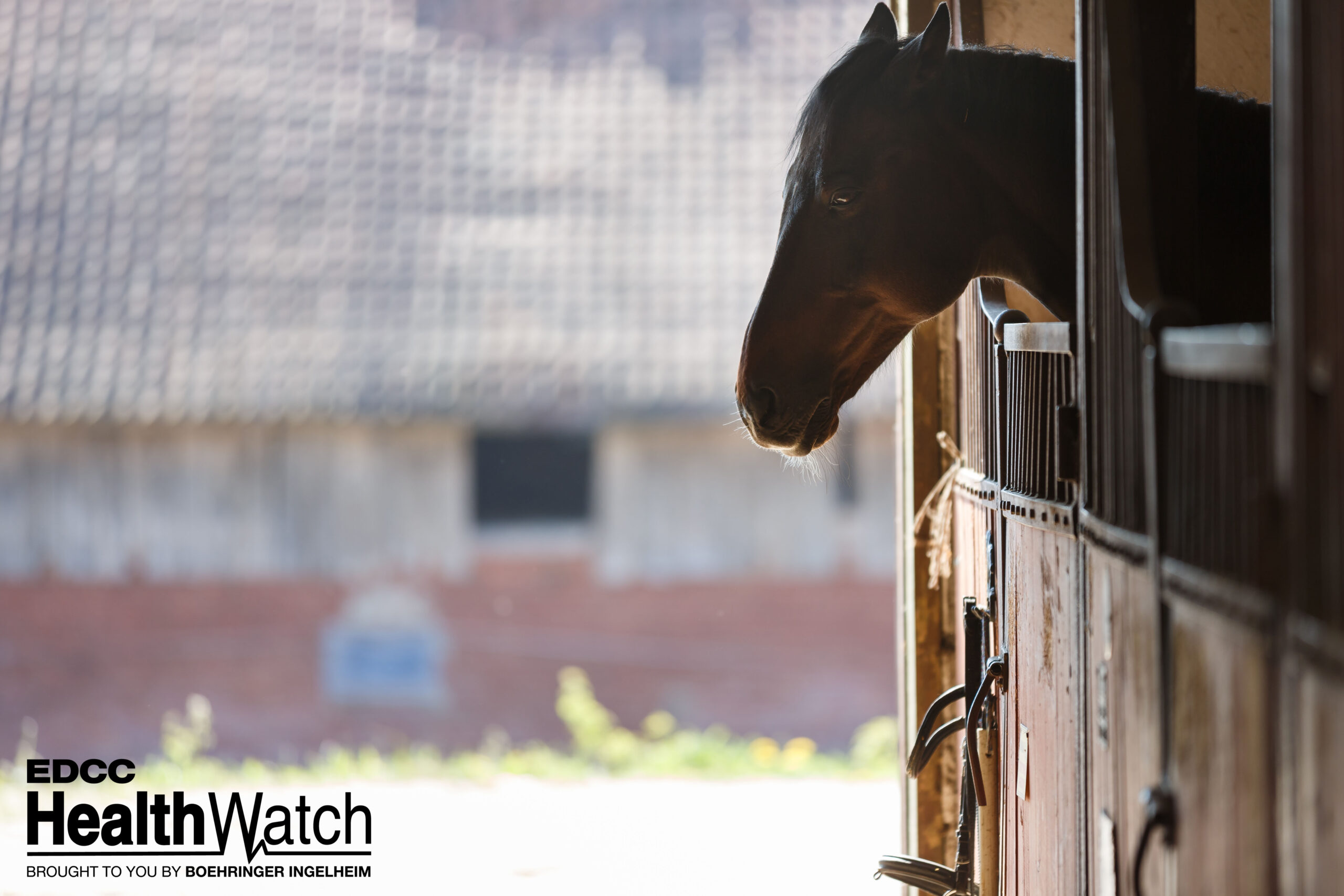 Michigan Gelding Positive for Strangles - Horse and Rider