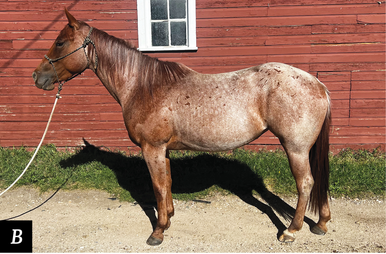 Conformation Clinic: Performance Mares - Horse and Rider