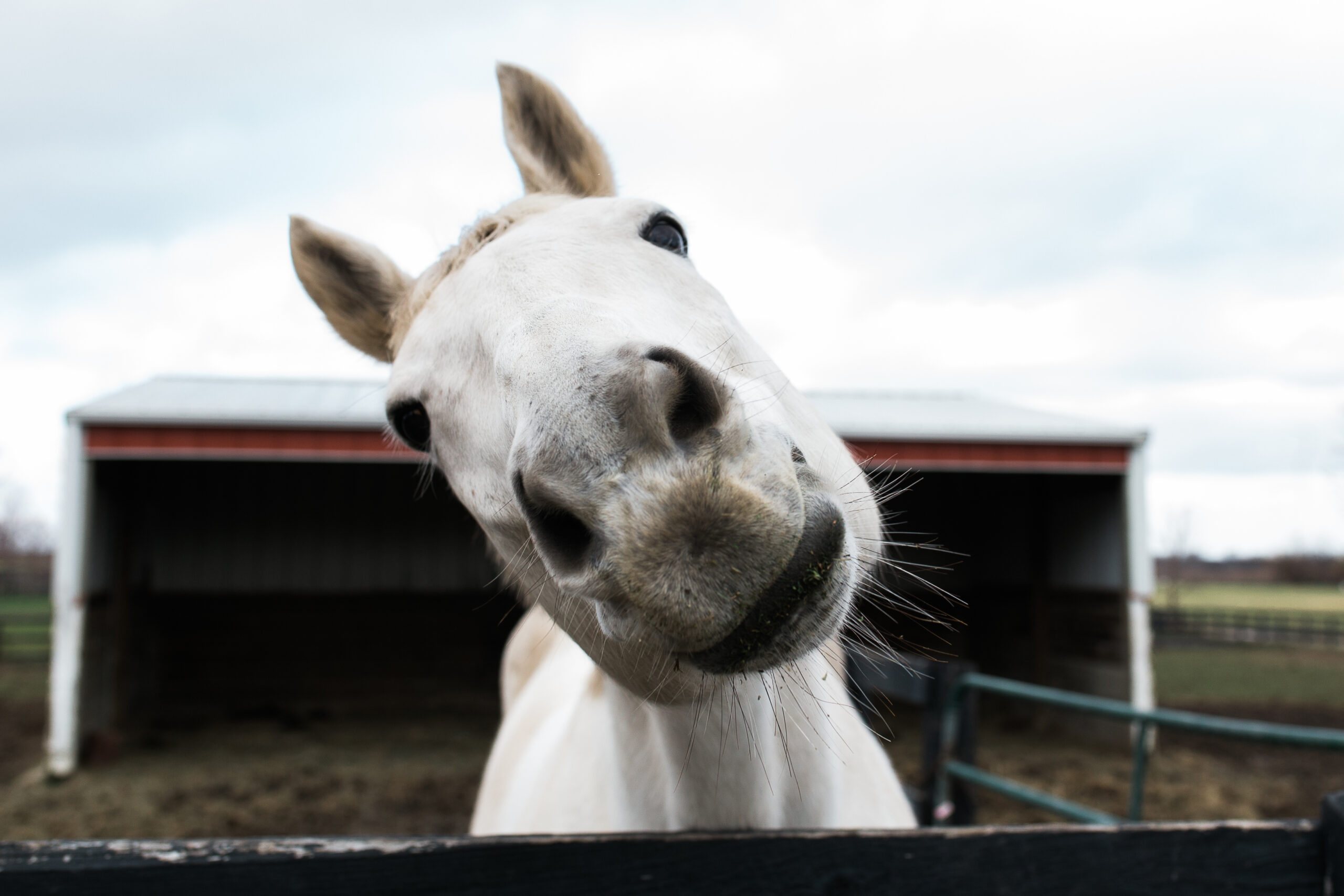 Gallop Poll: How Do You Stay Informed? - Horse and Rider