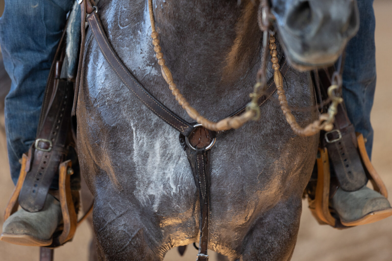 Why Your Horse Sweats (And When to Be Concerned)