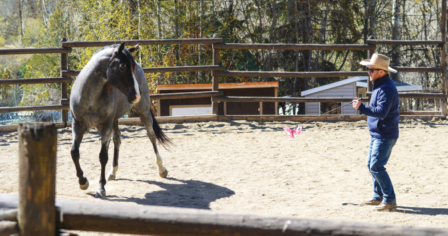 Training the Sensitive Horse - Horse and Rider