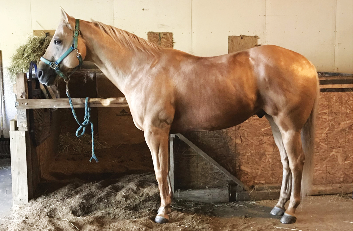 Conformation Clinic: Performance Geldings - Horse and Rider