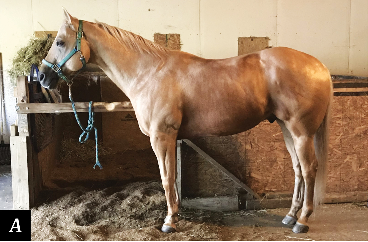 Conformation Clinic: Performance Geldings - Horse and Rider