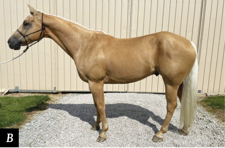 Conformation Clinic: Performance Geldings - Horse and Rider