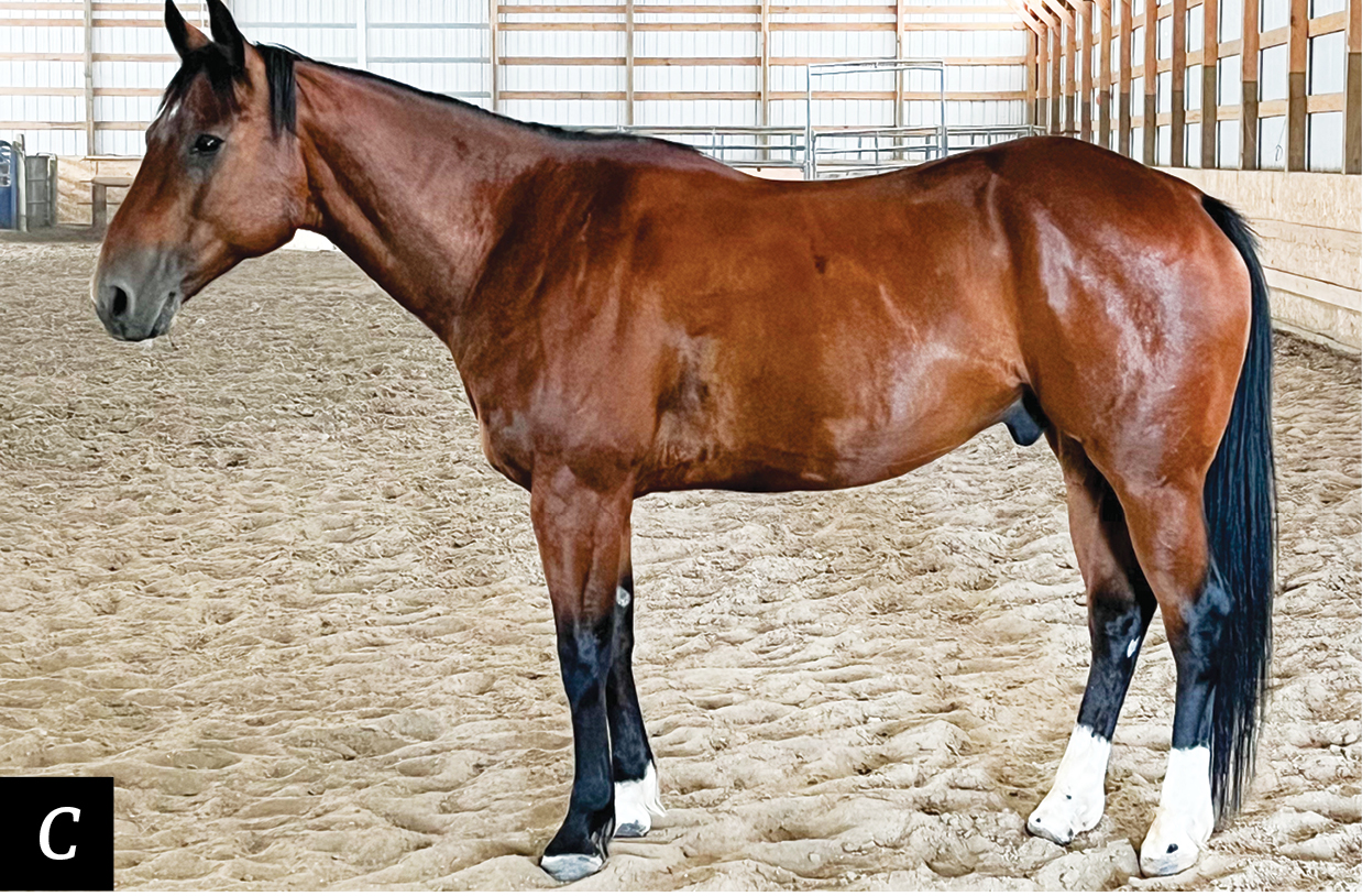 Conformation Clinic: Performance Geldings - Horse and Rider