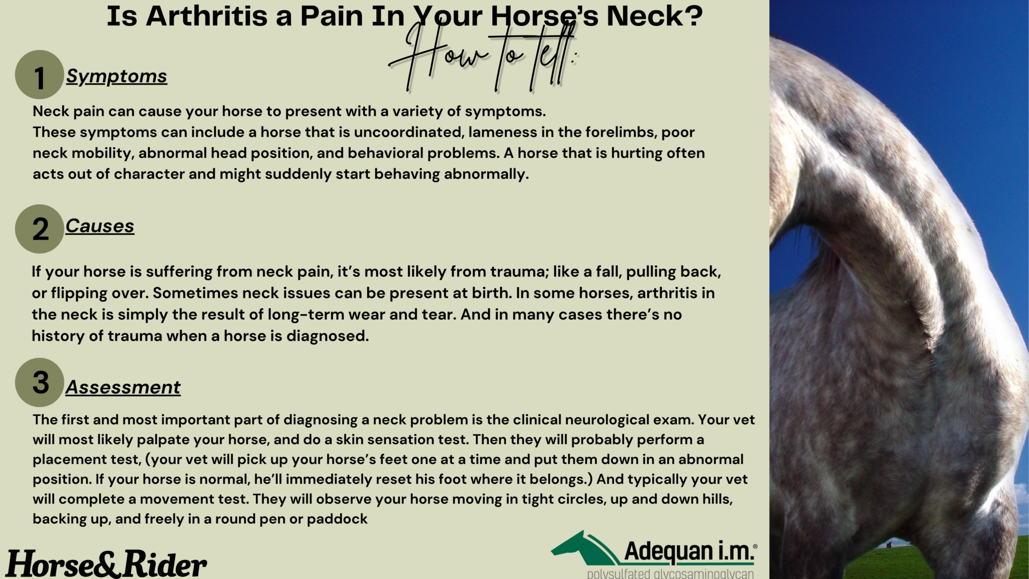 A Quick Look at Equine Neck Pain - Horse and Rider