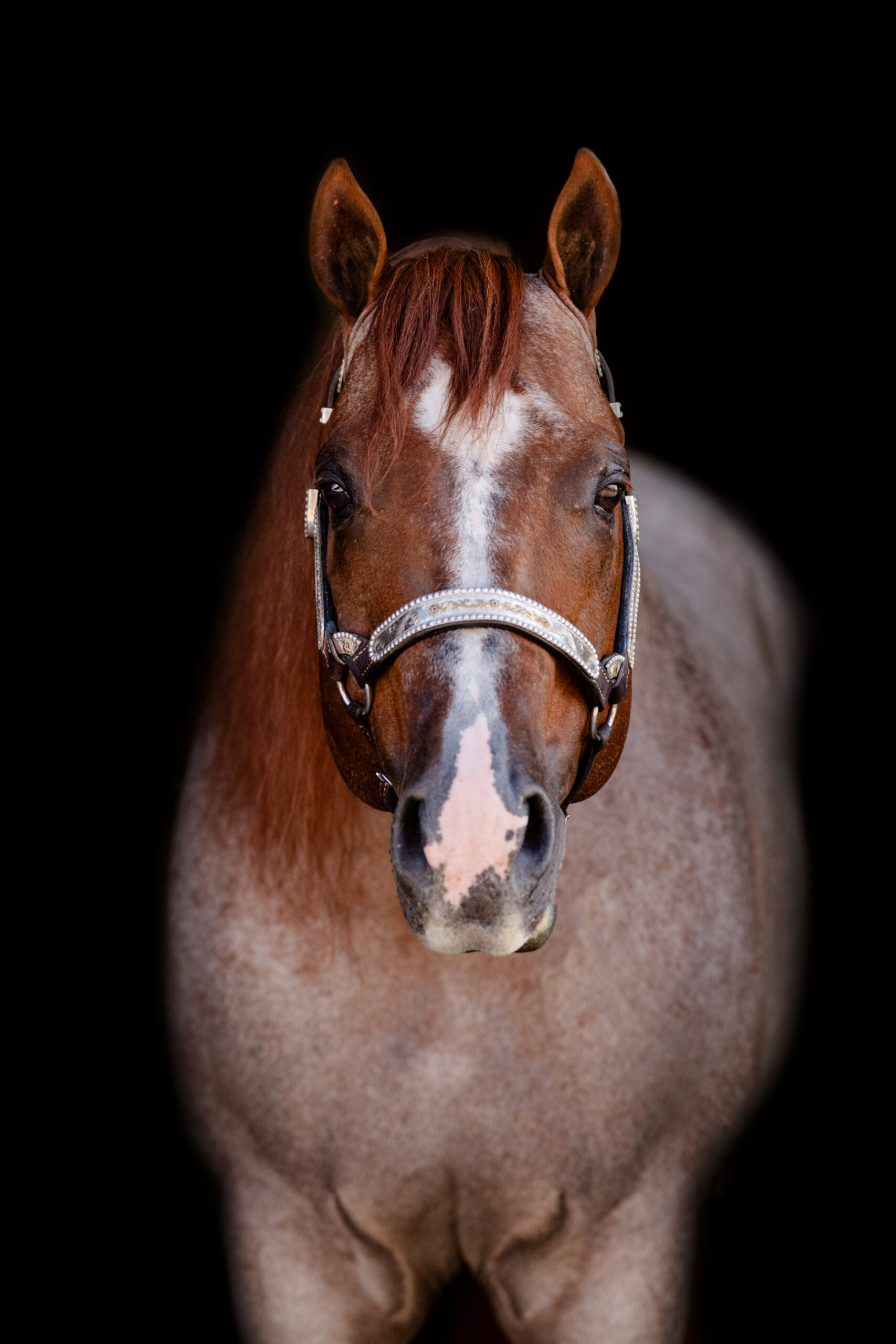 Sire Spotlight: VS Code Red - Horse and Rider