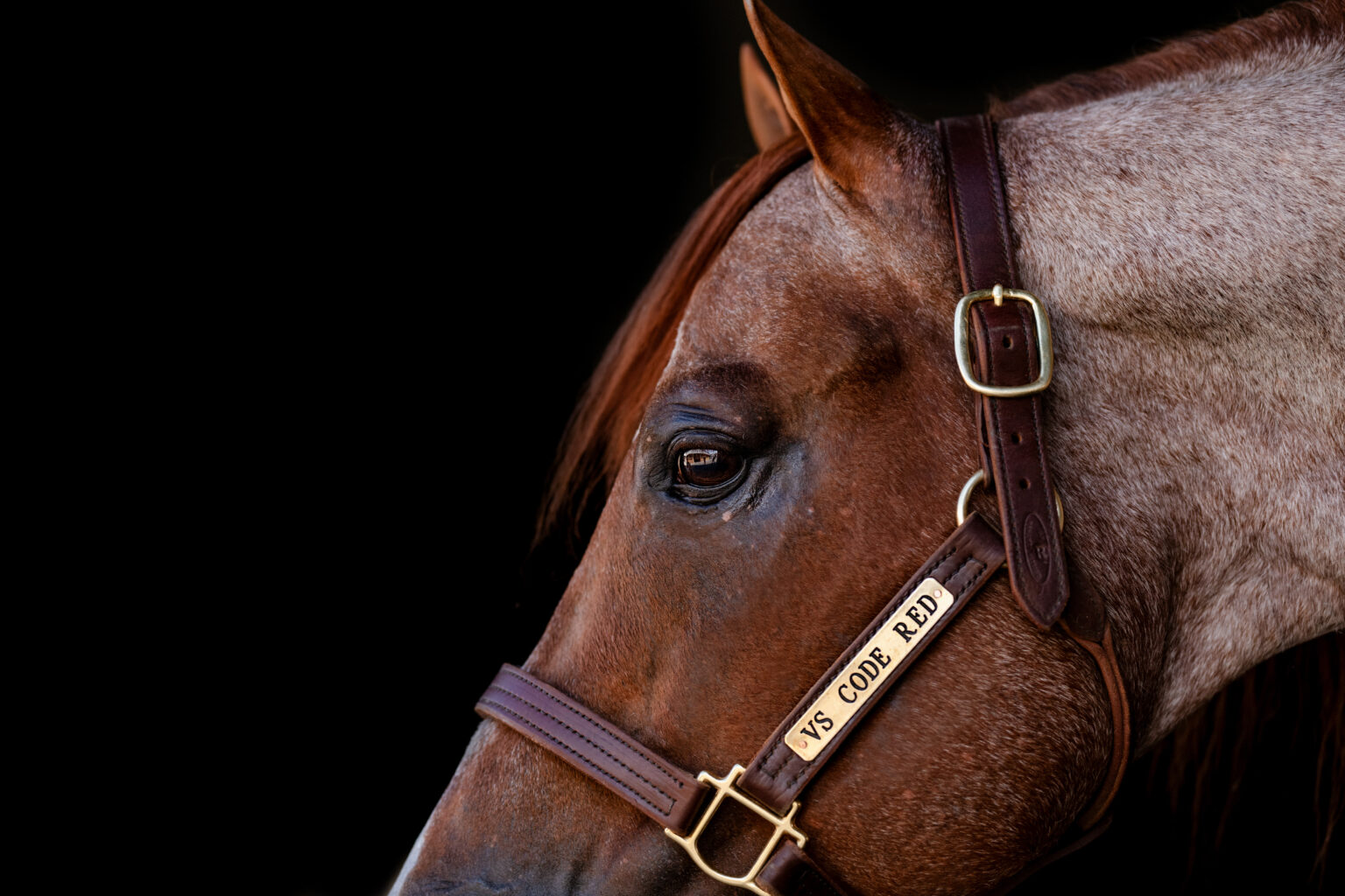Sire Spotlight: VS Code Red - Horse and Rider