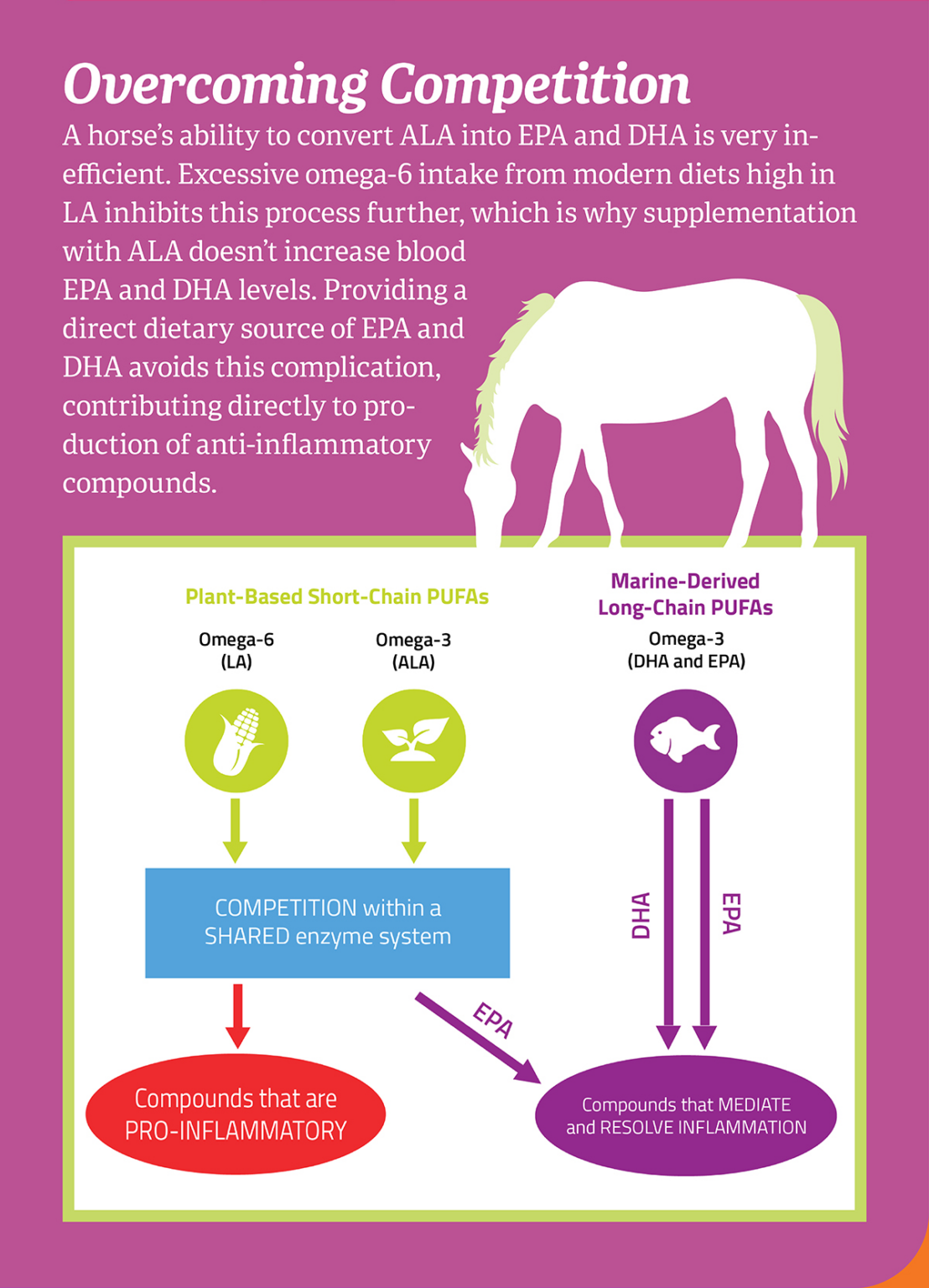 Infographic: Omega Fatty Acids and Finding the Balance - Horse and Rider