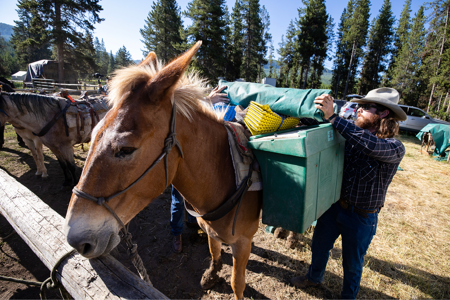 Horse Packing 101 - Horse and Rider