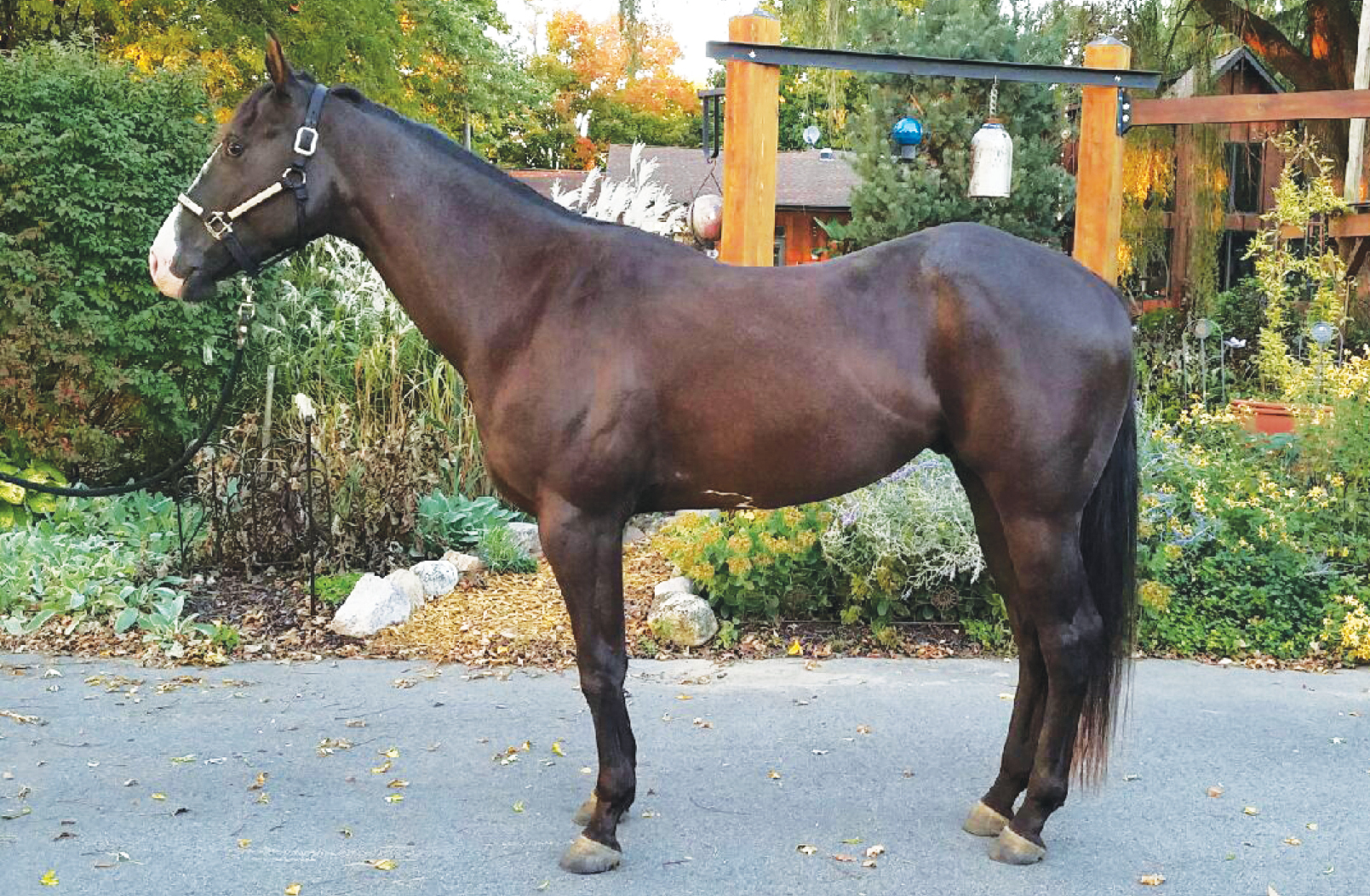 Conformation Clinic Performance Geldings - Horse and Rider