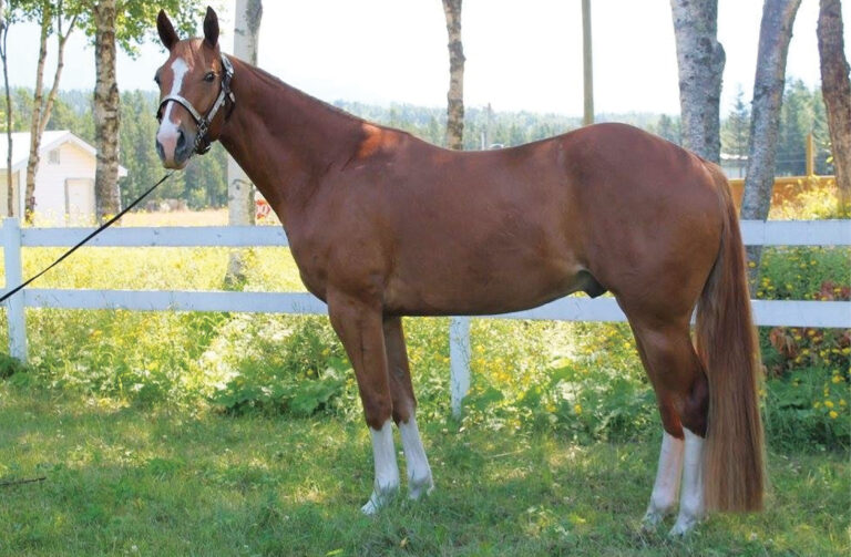 Conformation Clinic Performance Geldings - Horse and Rider
