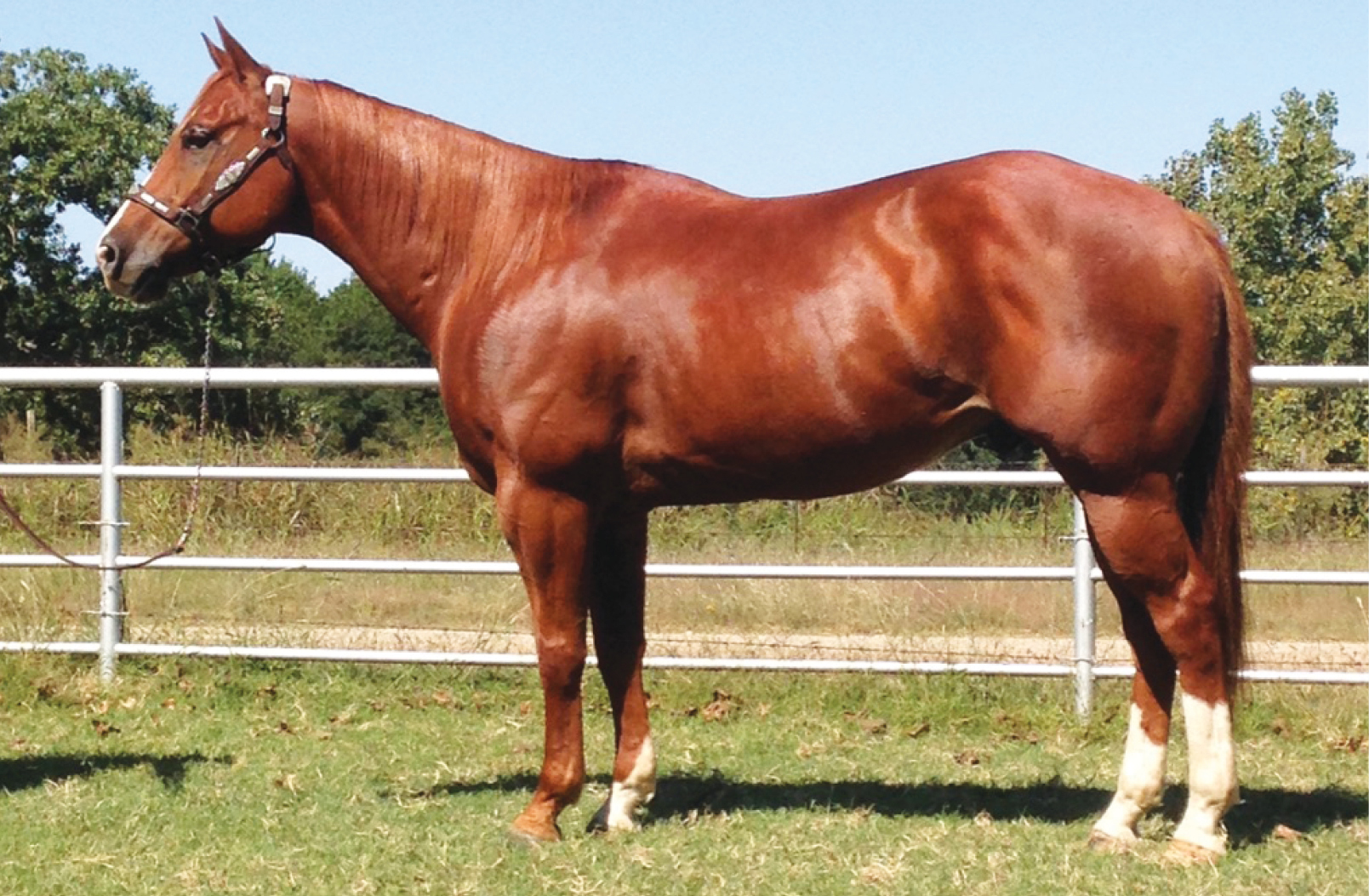 Conformation Clinic Performance Geldings - Horse and Rider
