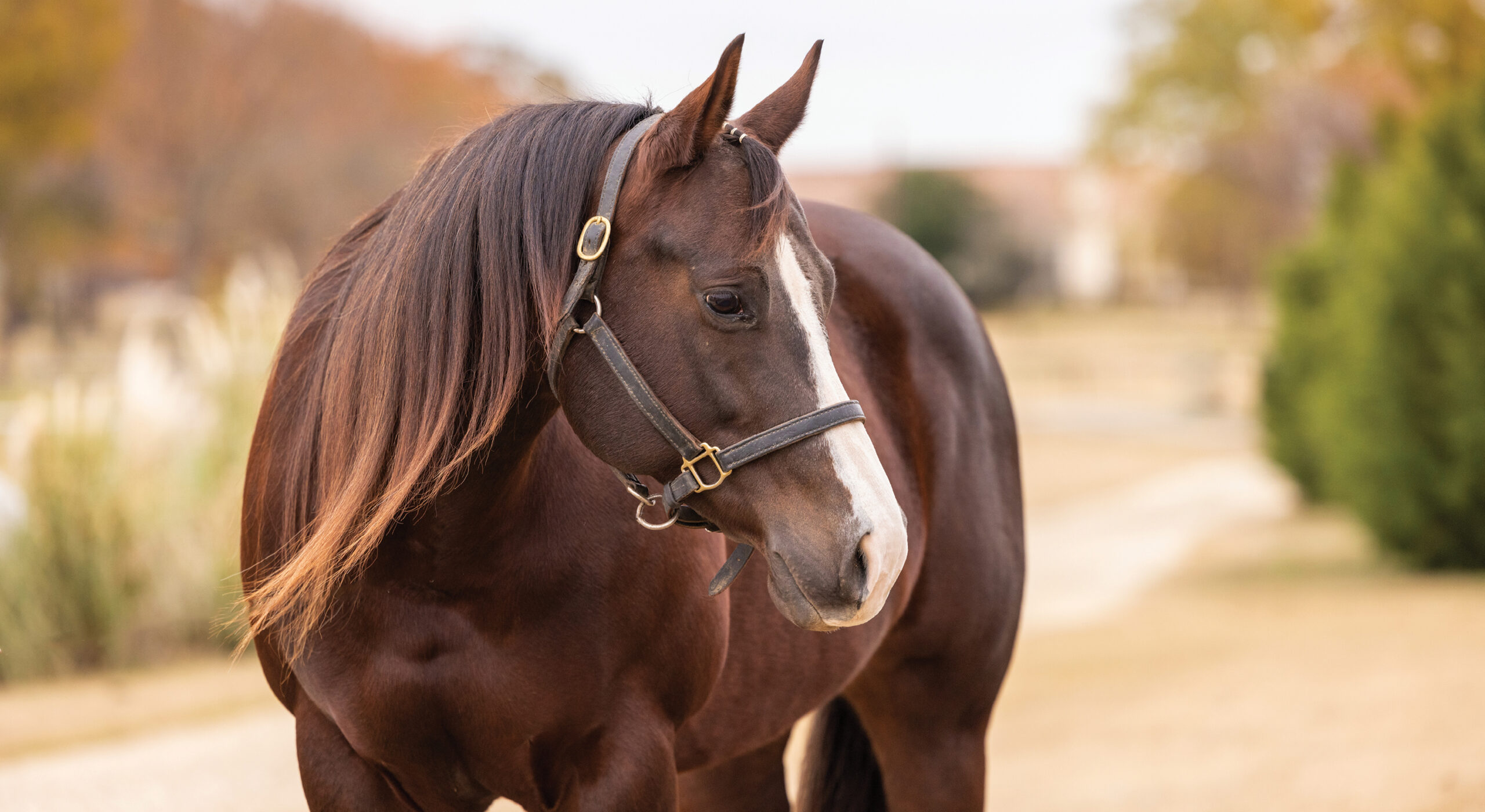 Decoding the Diseases Examined by AQHA’s Six-Panel Test - Horse and Rider