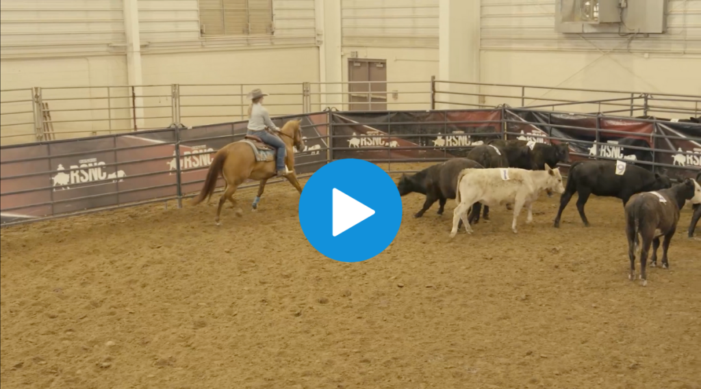 Introducing a Green Horse to Ranch Sorting - Horse and Rider