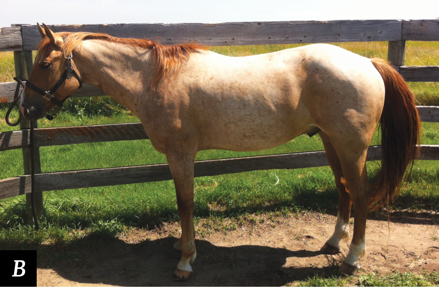 Conformation Clinic: Performance Geldings - Horse and Rider