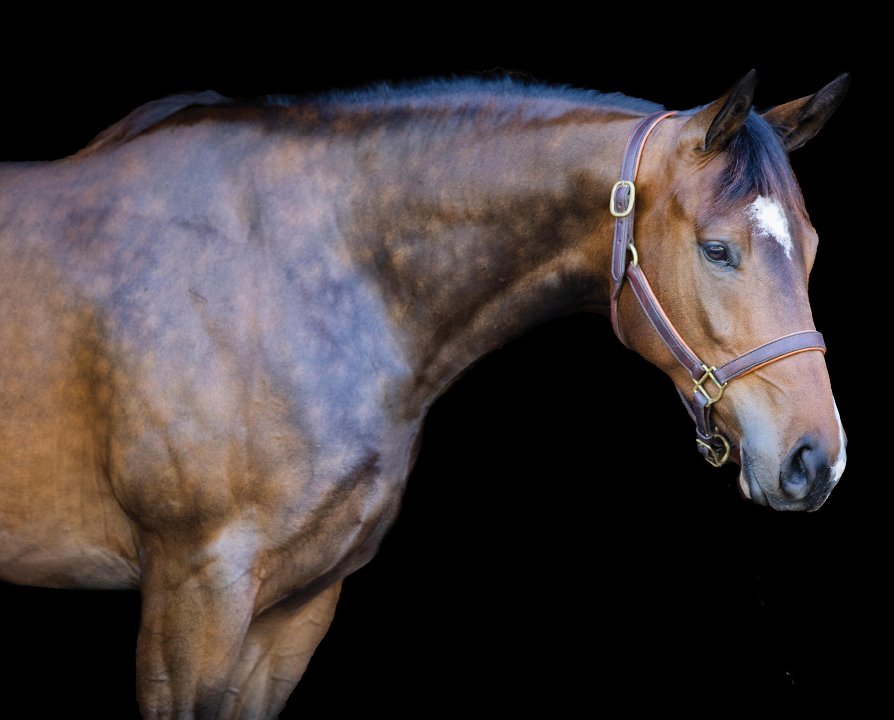 Healthy Topline for a Healthy Horse - Horse and Rider